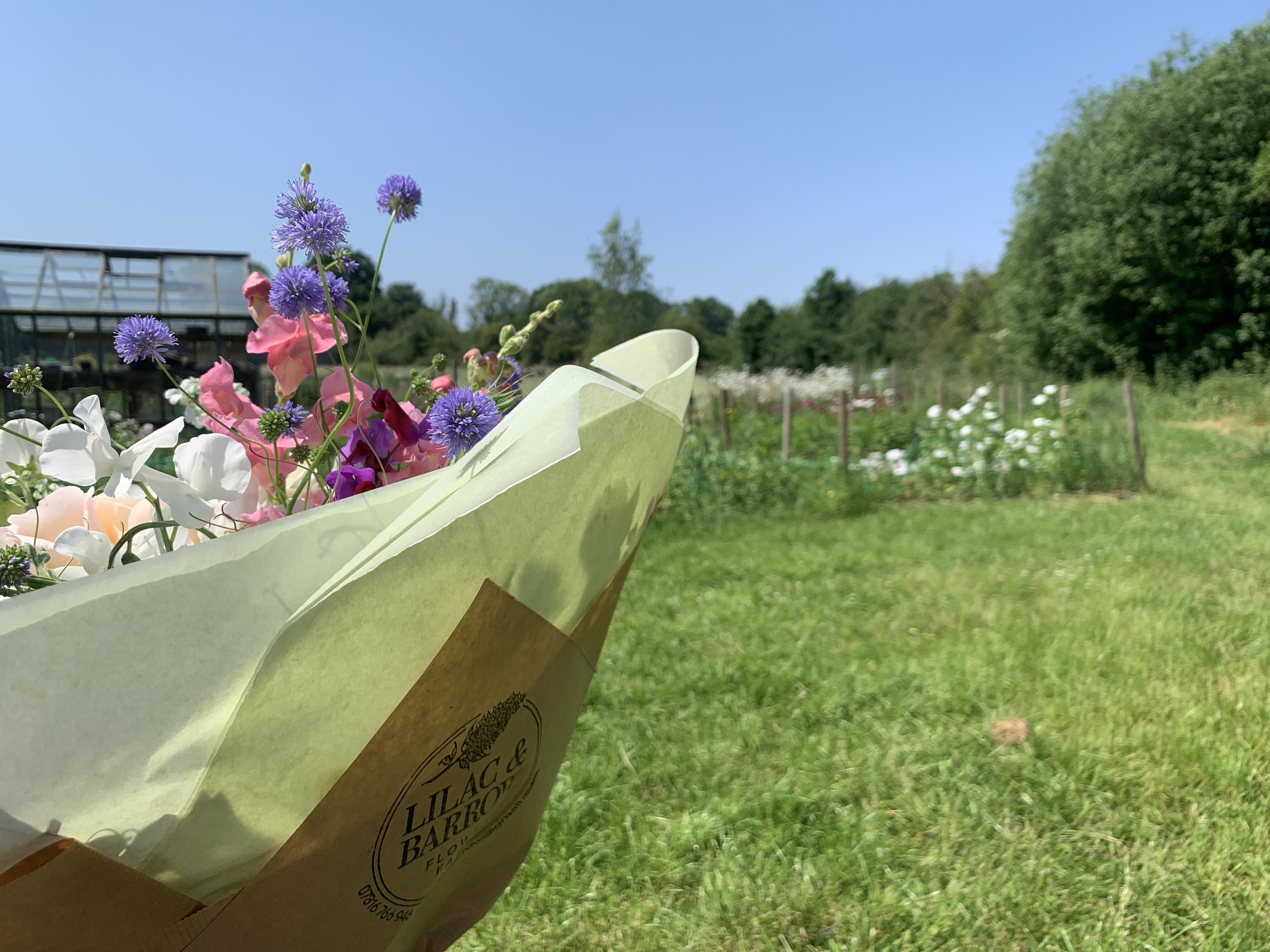 Lilac and Barrow Flowers