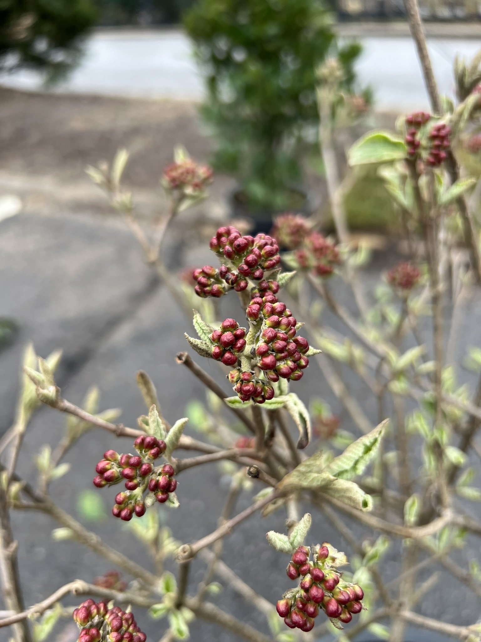 Plant Profile: Viburnum — Green Fields Nursery