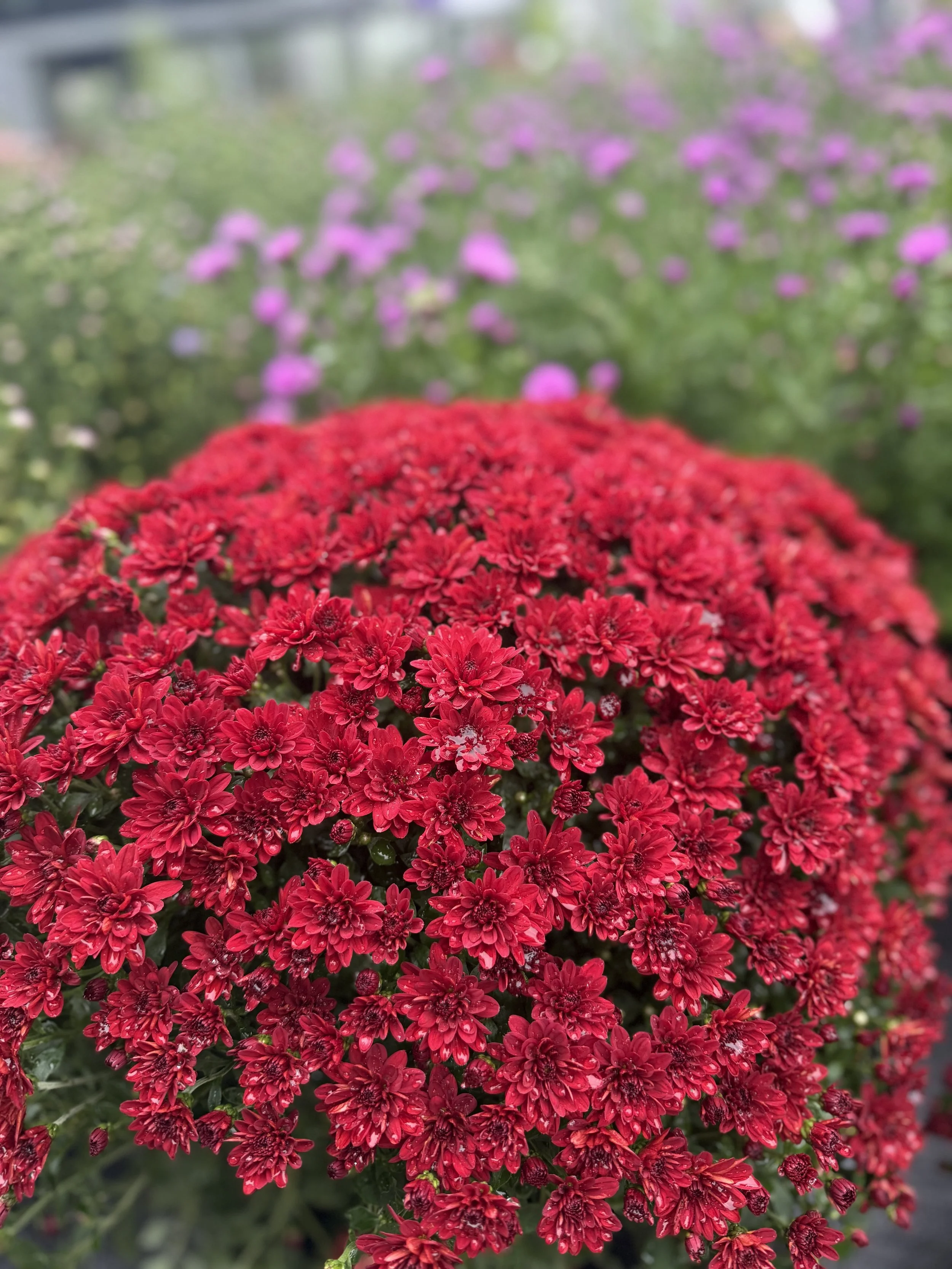 Green Fields Nursery | Baltimore, Maryland