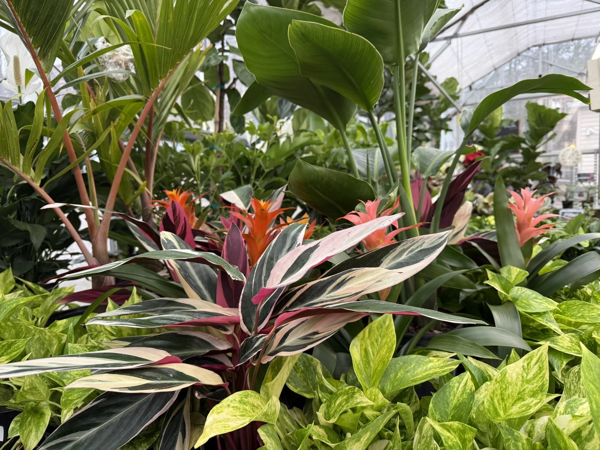 Green Fields Nursery | Baltimore, Maryland