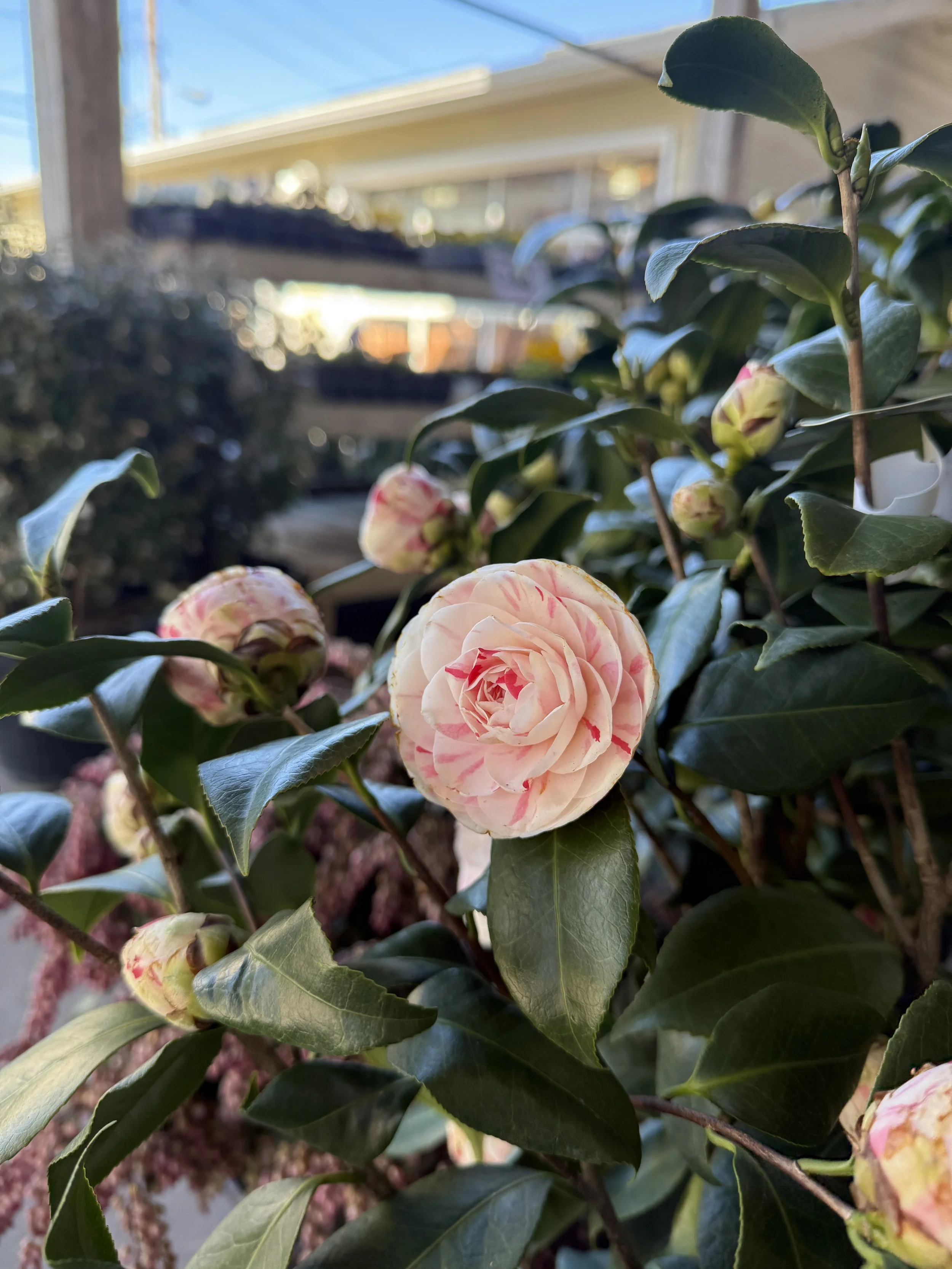 Green Fields Nursery | Baltimore, Maryland