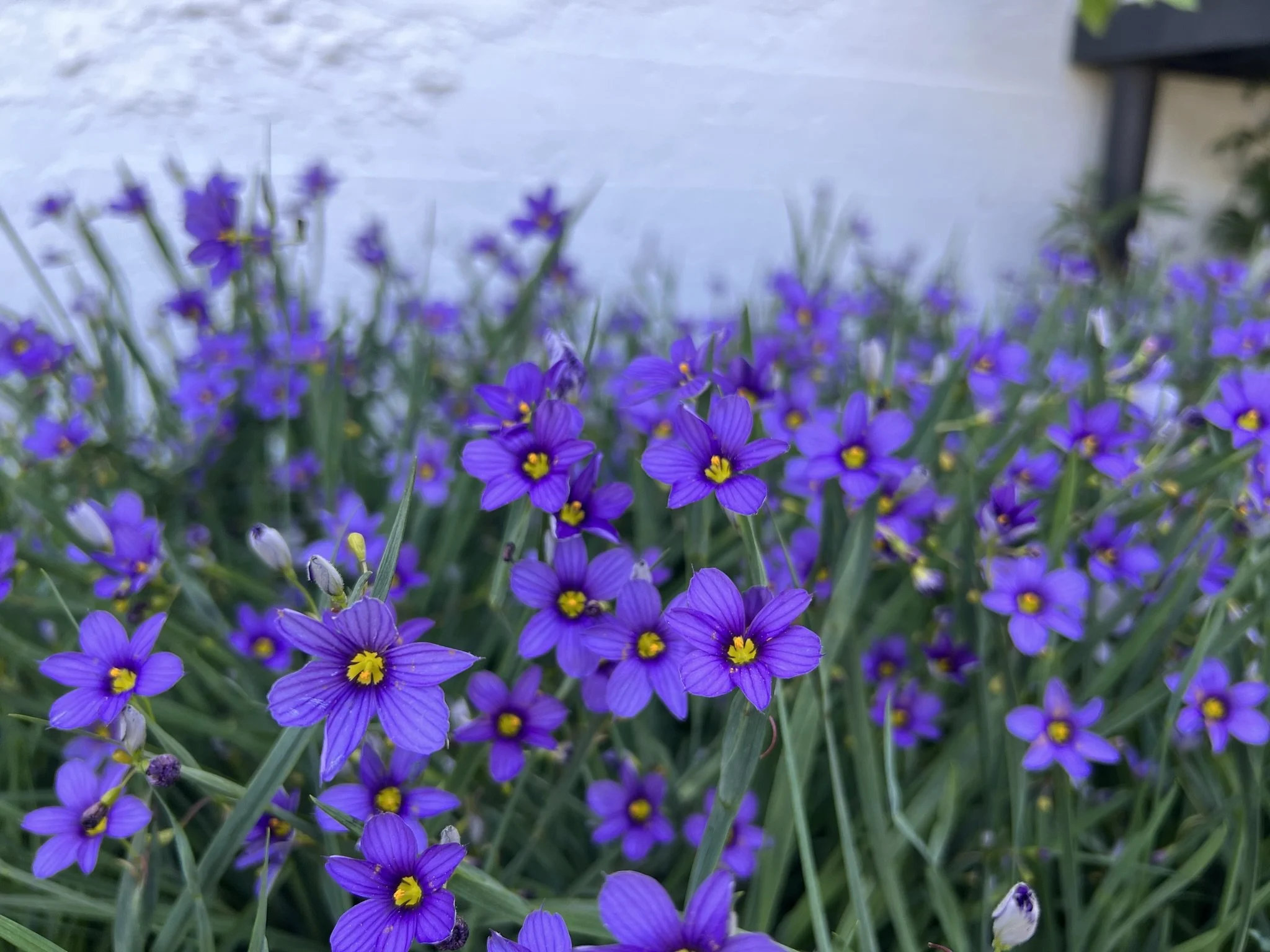 Green Fields Nursery | Baltimore City's Premier Garden Center