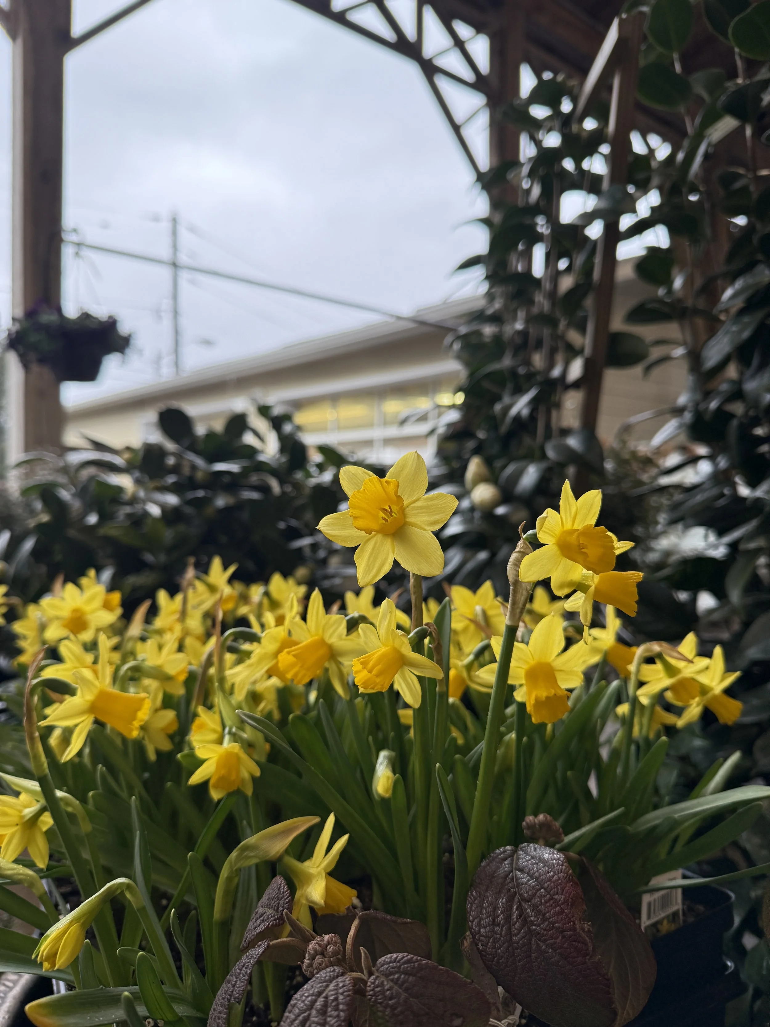 Green Fields Nursery | Baltimore, Maryland