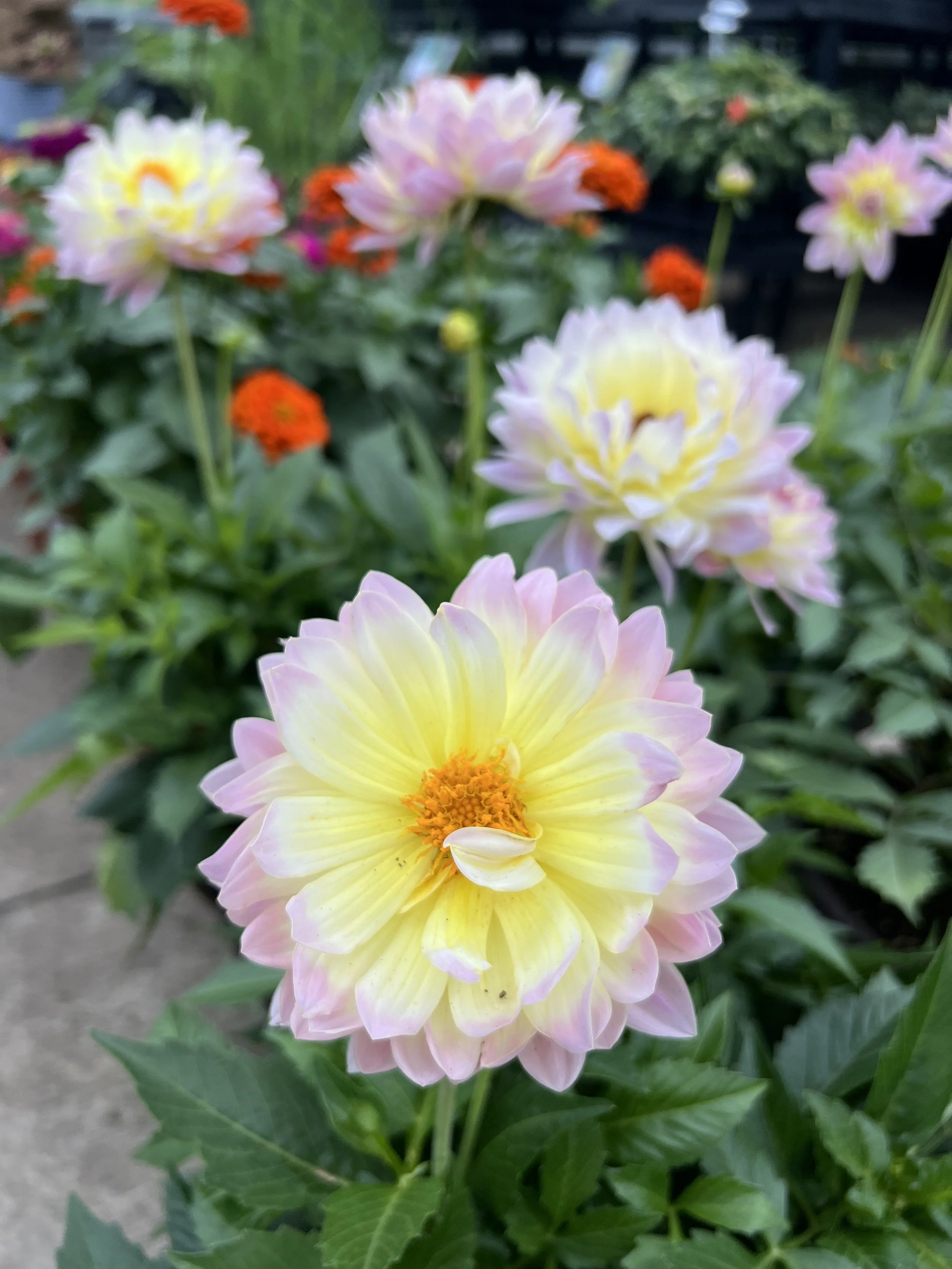 Green Fields Nursery & Landscaping Co.