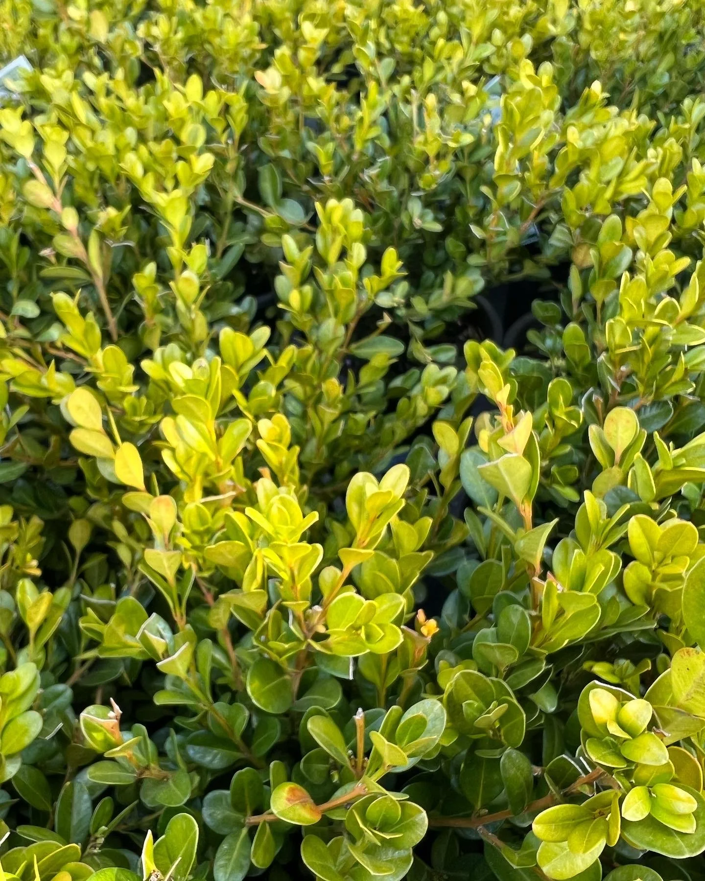 Trees & Shrubs — Green Fields Nursery