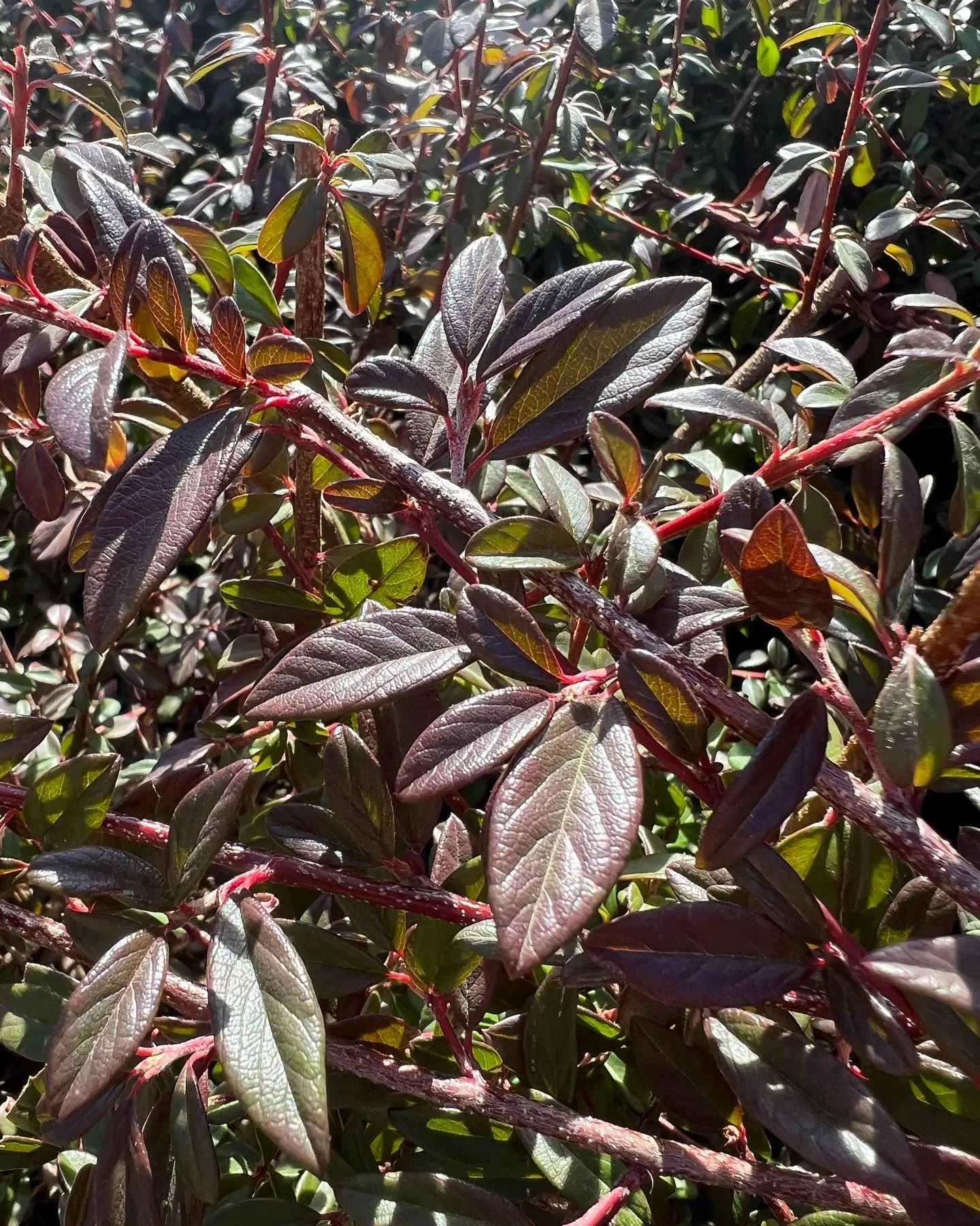 Trees & Shrubs — Green Fields Nursery