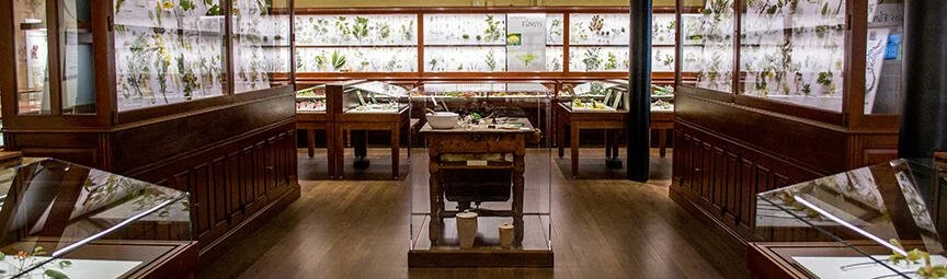 Harvard Museums of Science & Culture Now Open! — Secret Boston Media