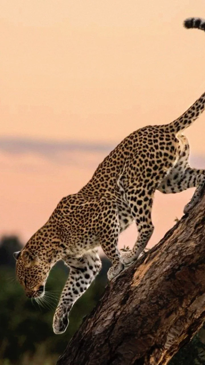 Life Lessons From a Leopard — Zabelicious Life