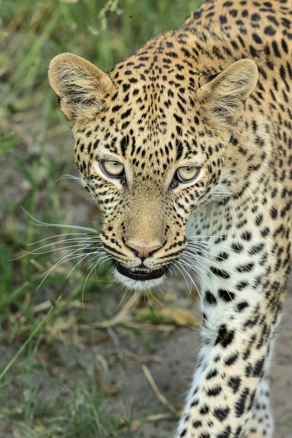 Life Lessons From a Leopard — Zabelicious Life