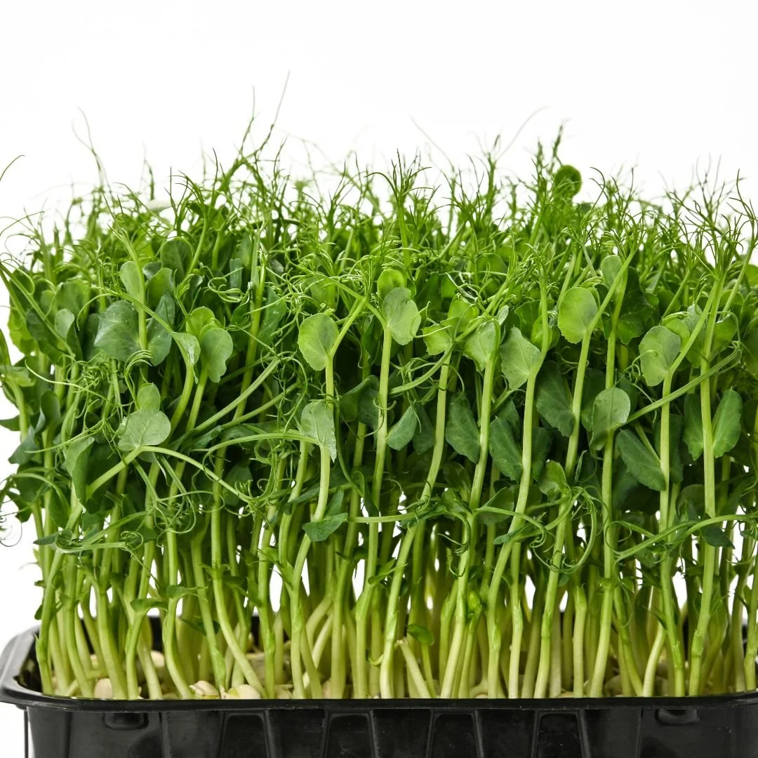 Microgreen Varieties — Sarah's So-Cal Garden