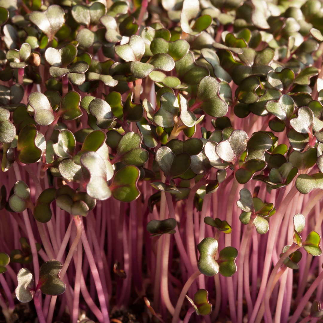 Cabbage Microgreens — Sarah's So-Cal Garden