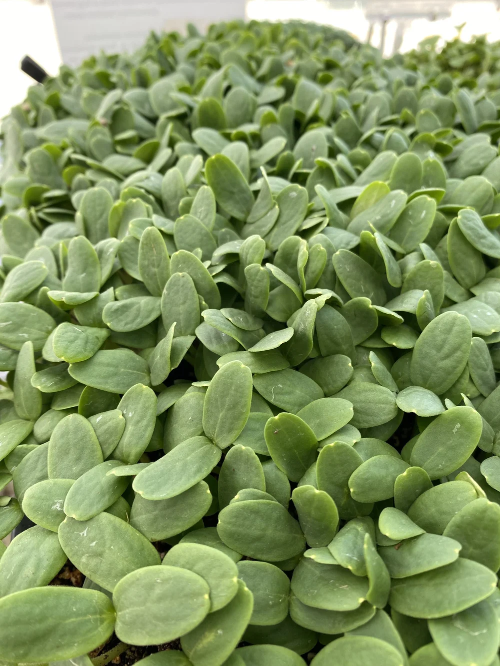 Cantaloupe Microgreens — Sarah's So-Cal Garden