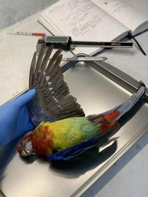TUTORIALS — GOTHAM TAXIDERMY