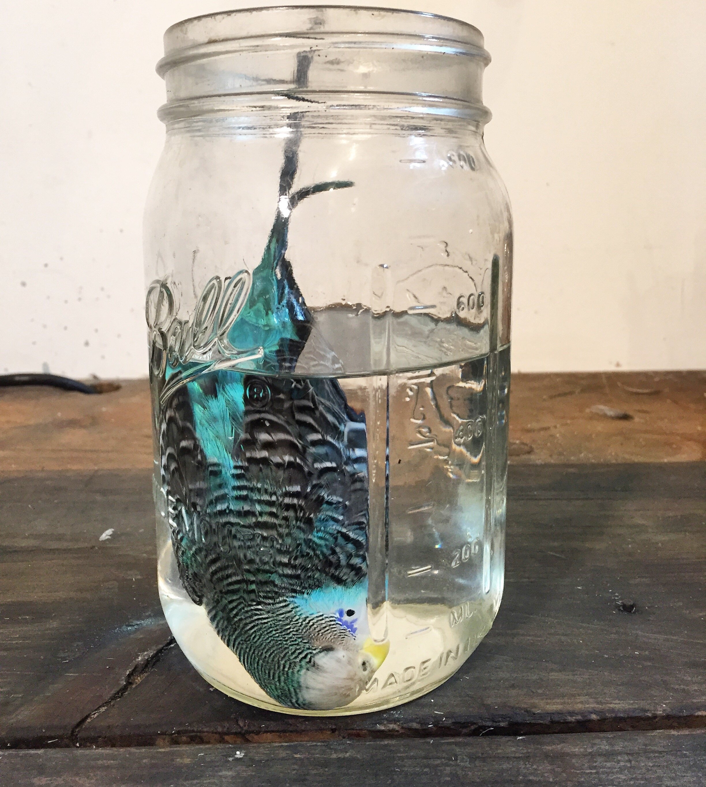 TUTORIALS — GOTHAM TAXIDERMY