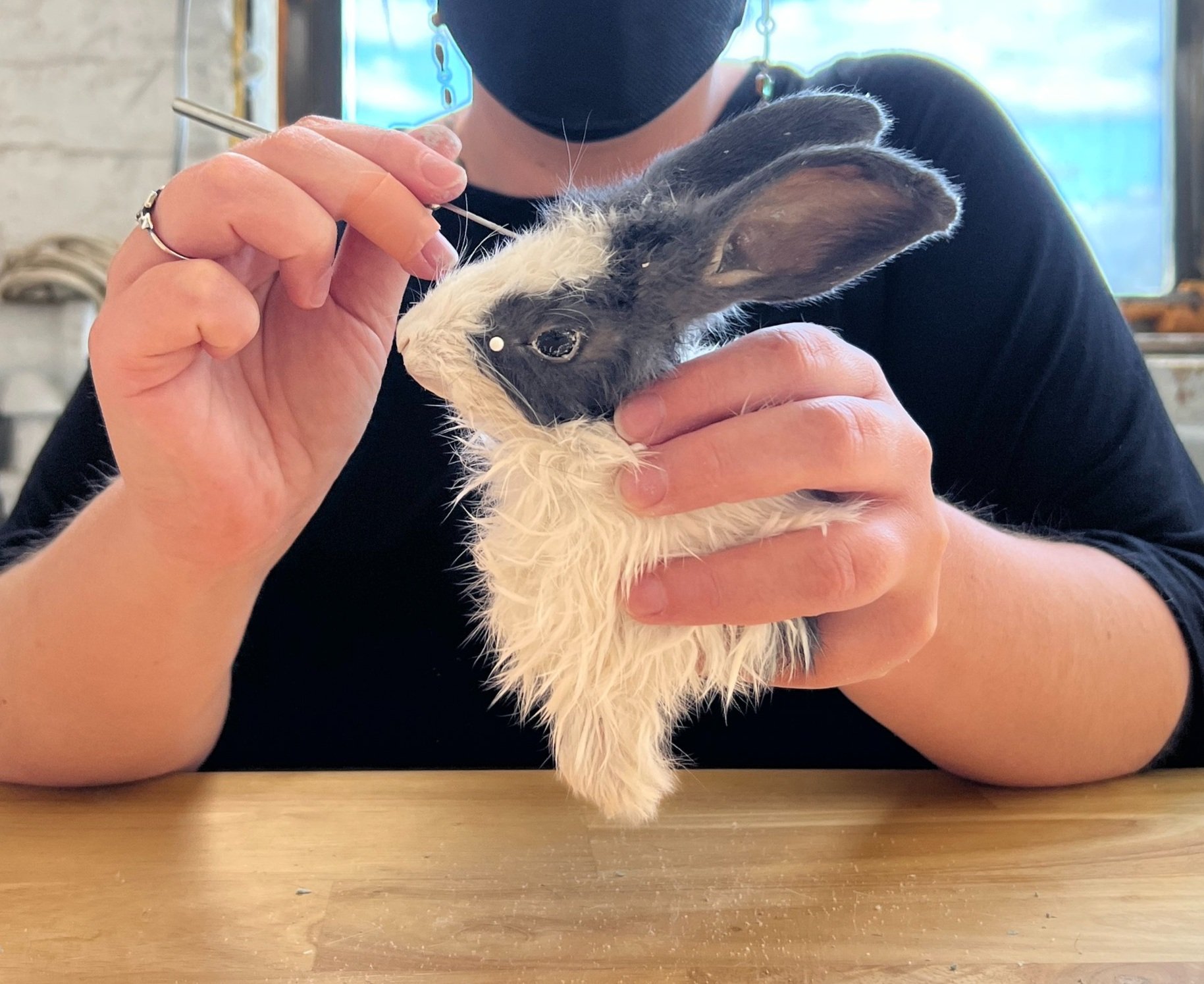 Taxidermy Classes — GOTHAM TAXIDERMY