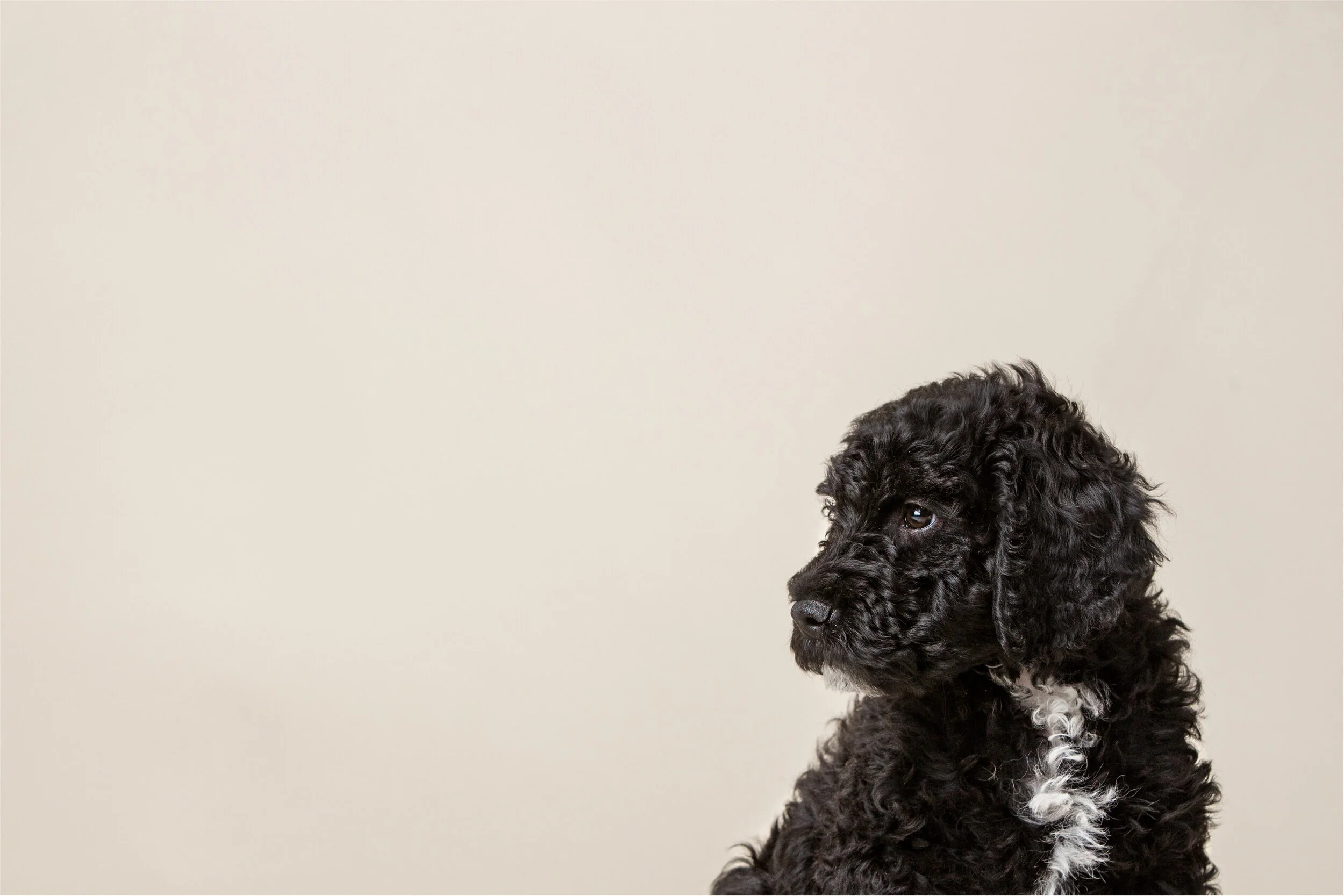 Greater Charlotte, NC Dog and Pet Photography — Nicole Begley