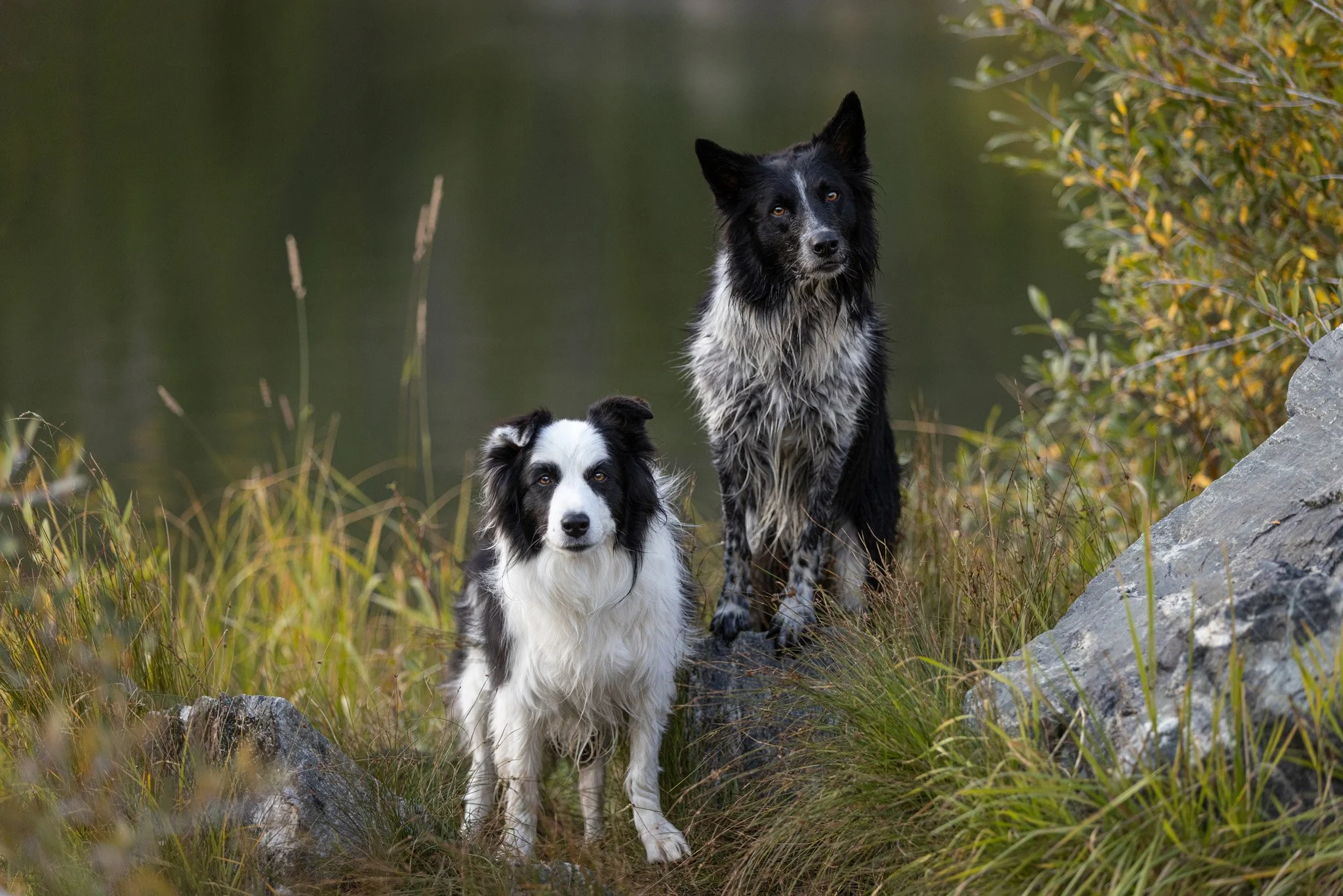Greater Charlotte, NC Dog and Pet Photography — Nicole Begley