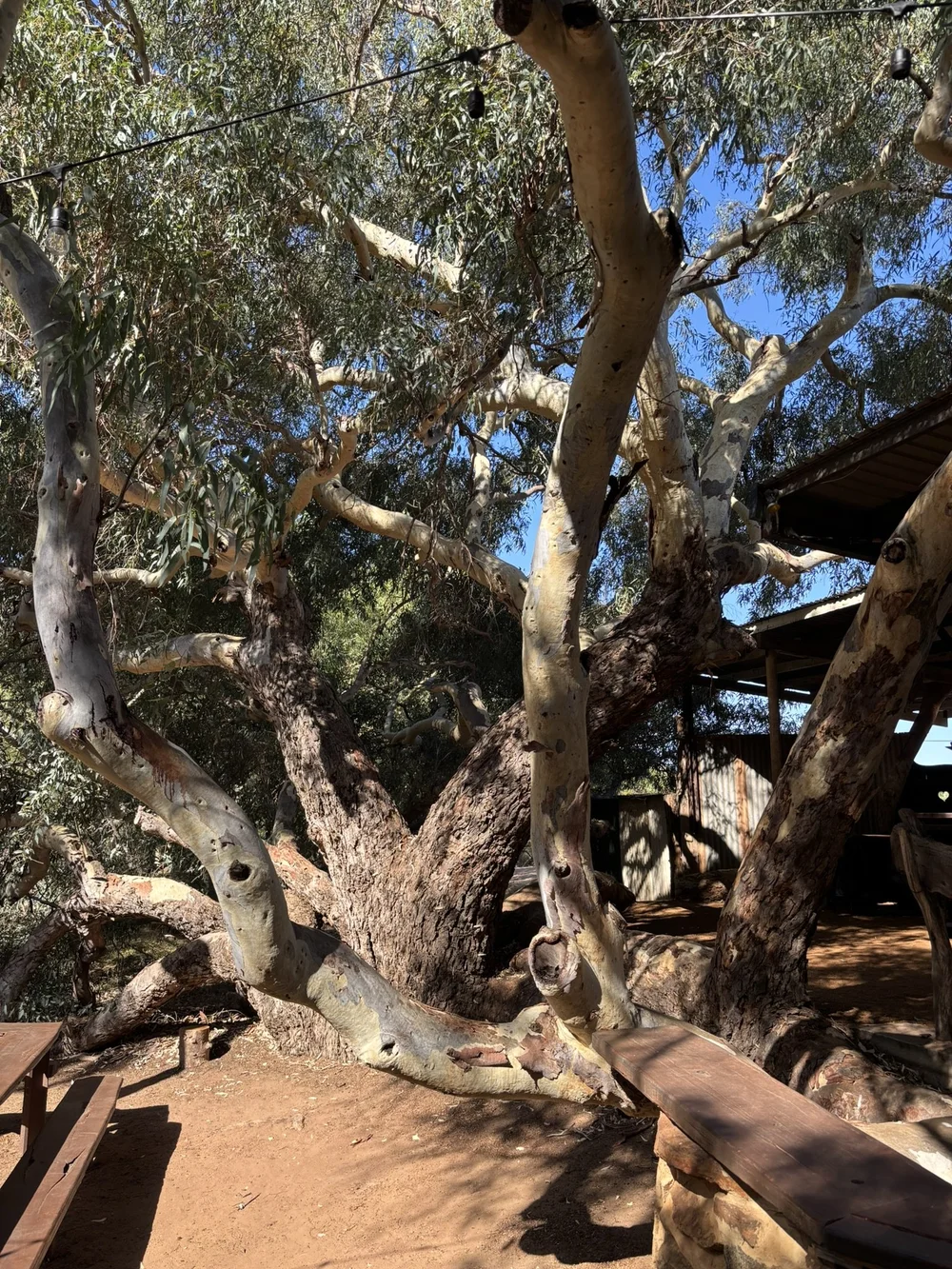 Nukara Farm: Your Eco-Conscious Space for Weddings, Retreats, & Camps in WA