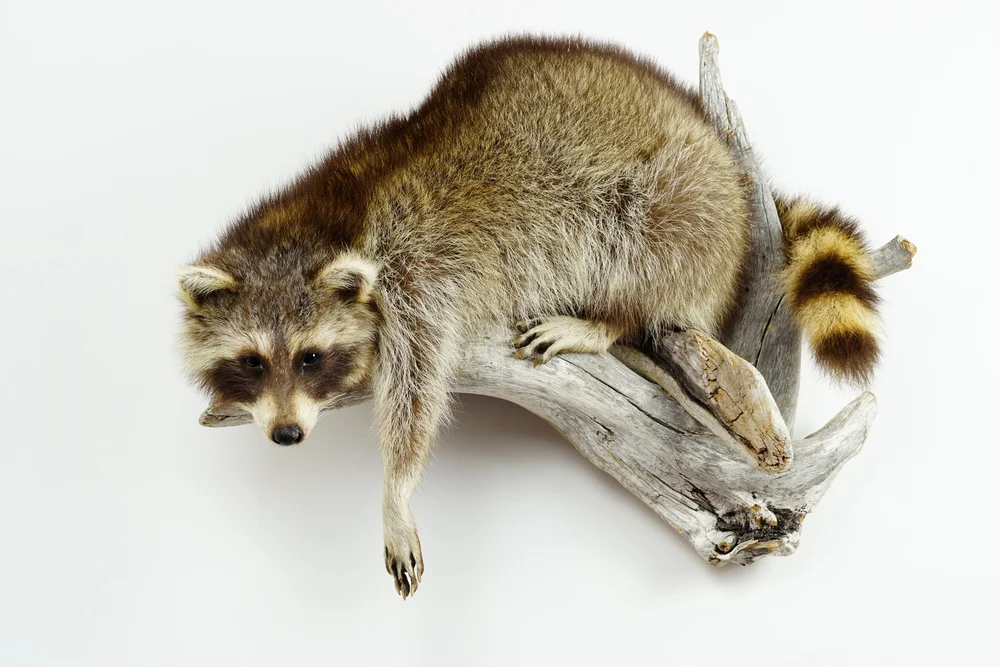 Taxidermie — Tilley Creations taxidermy