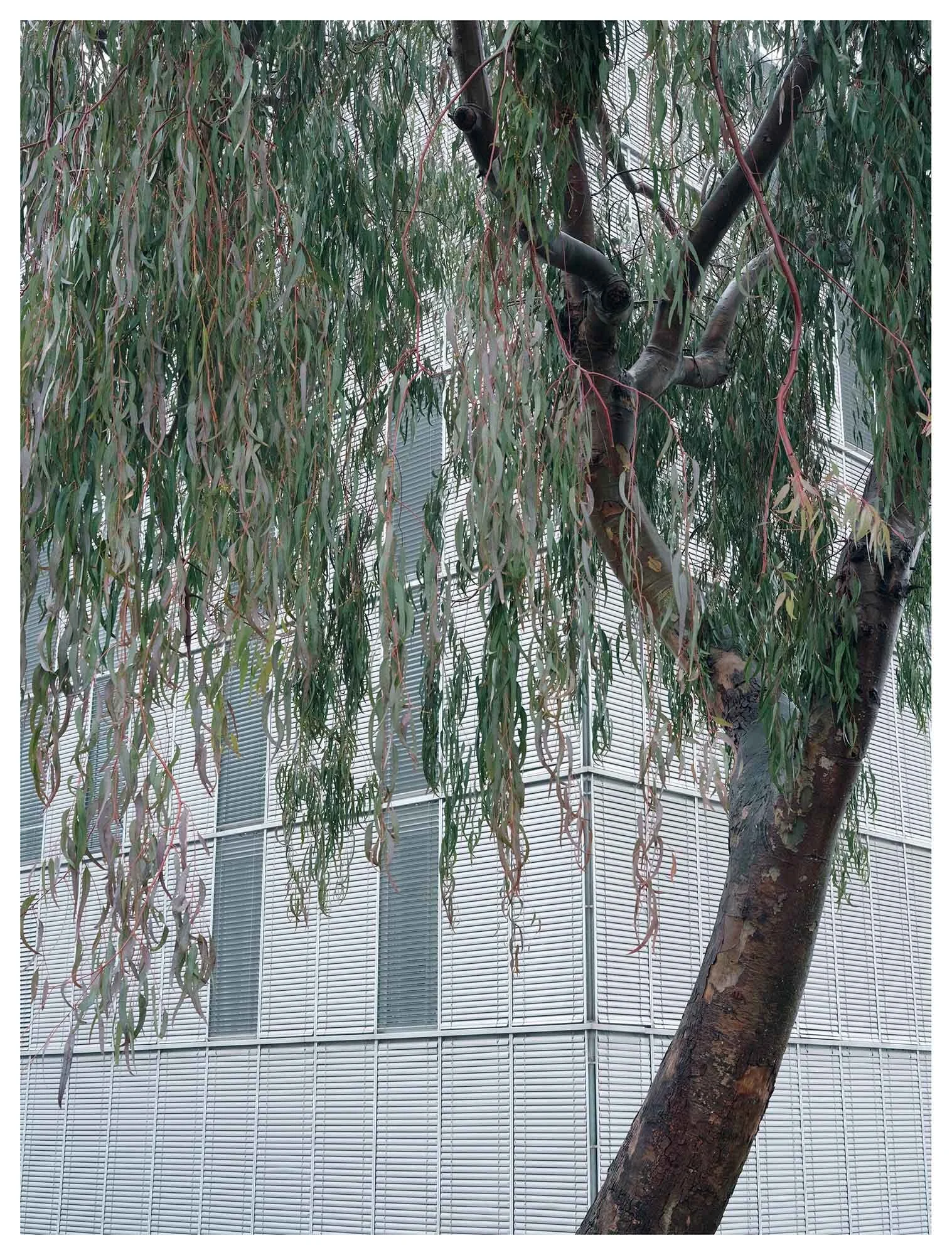 Poesia Mineral — NUNO CERA