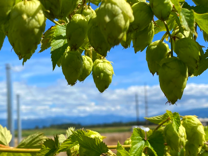 Hop Harvest! — Growing Veterans