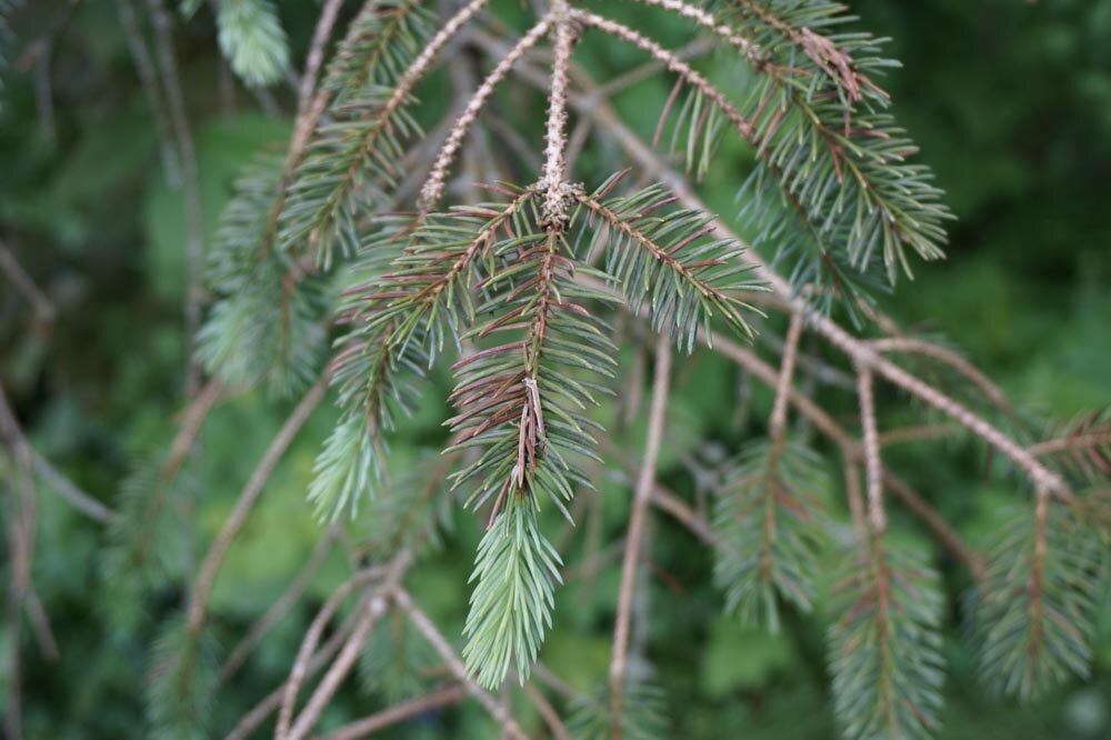 Rhizosphaera Needlecast Evaluation, Management and Treatment