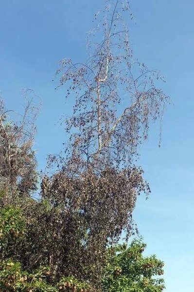 Bronze Birch Borer Evaluation and Treatment Experts in Madison, WI