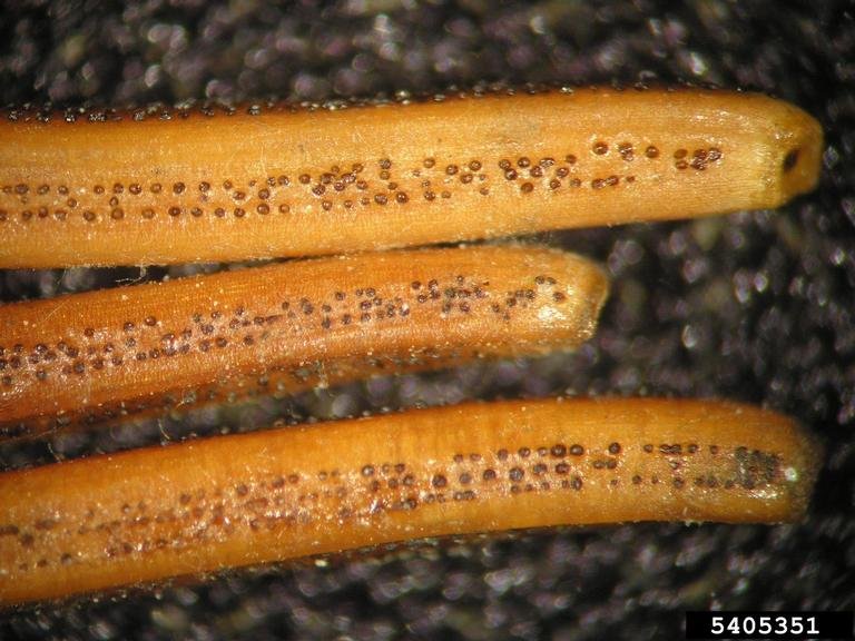 Rhizosphaera Needlecast Evaluation, Management and Treatment