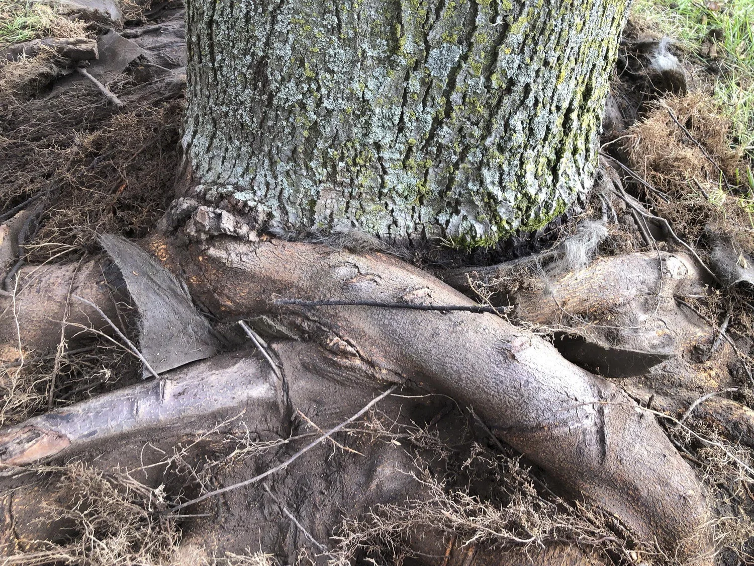 Abiotic Tree Disorder Management in Madison and Dane County, WI