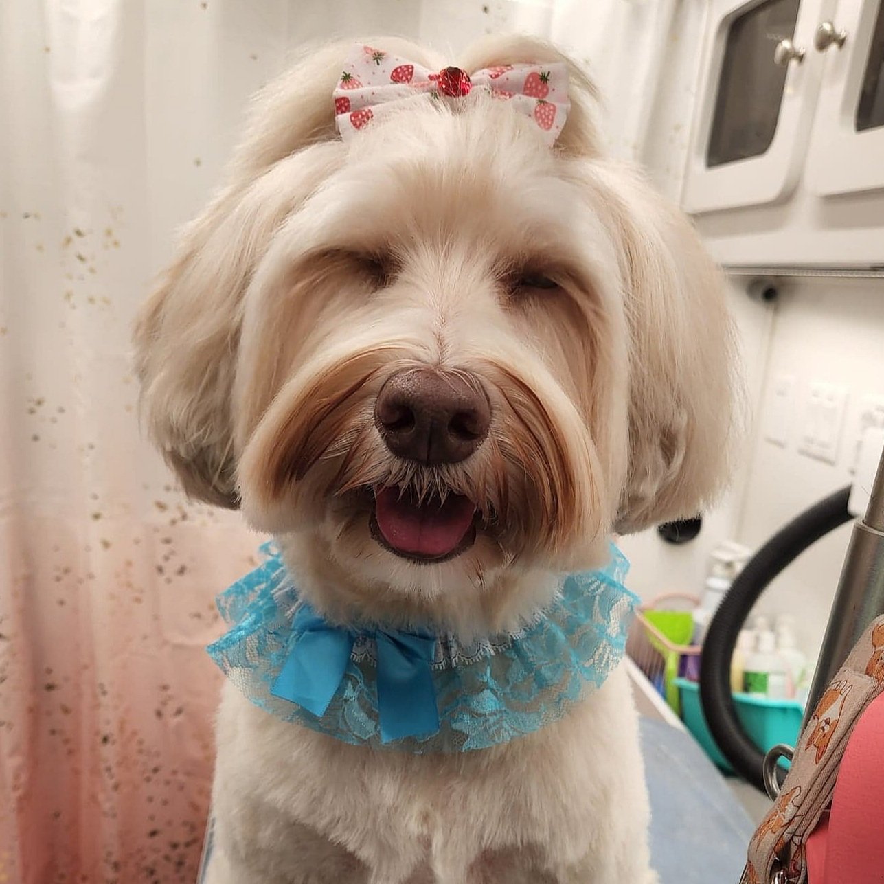 Grooming Services — Emmy's Paw Spa