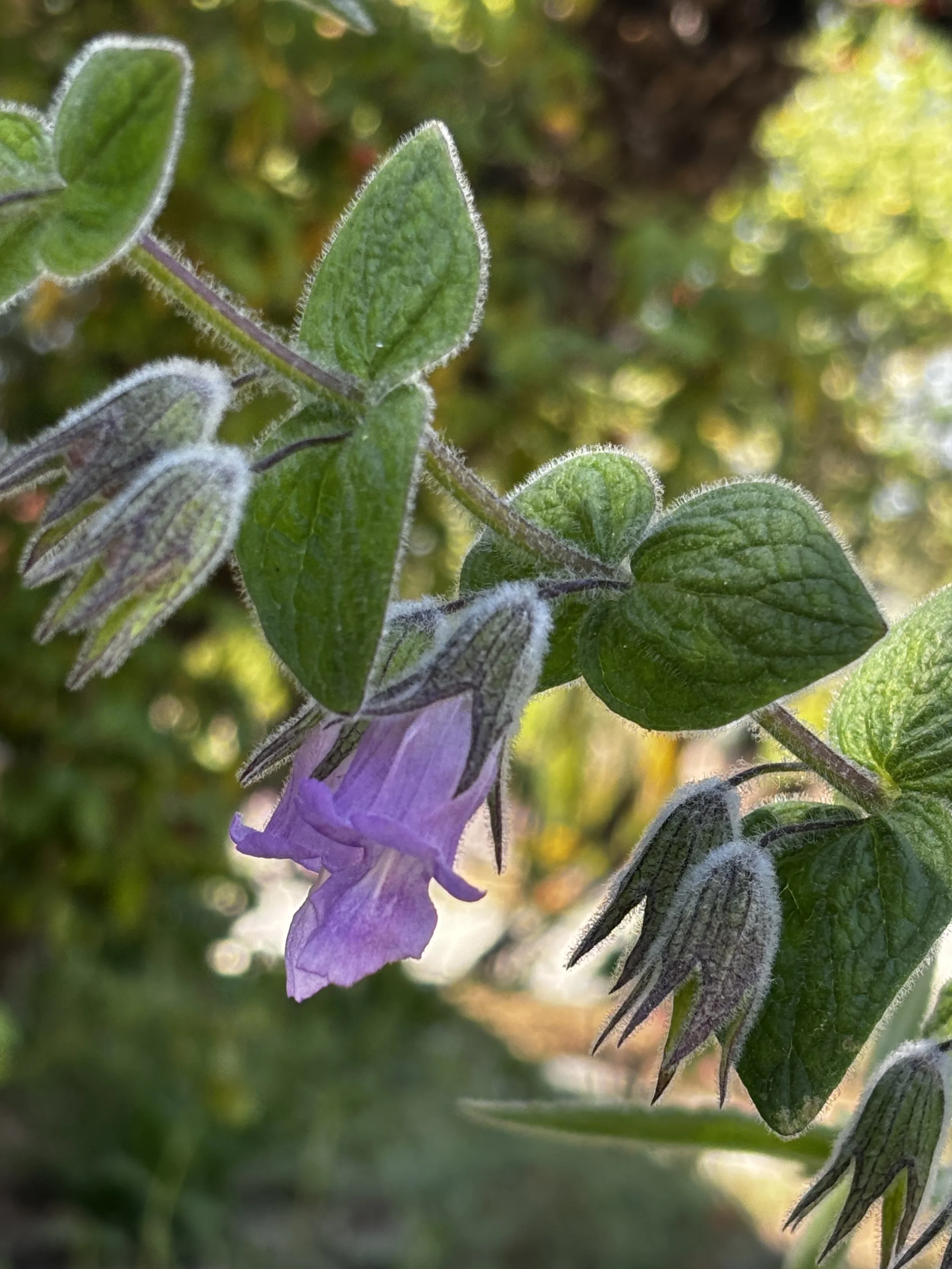 Plant Meditations — KeathSilva.org