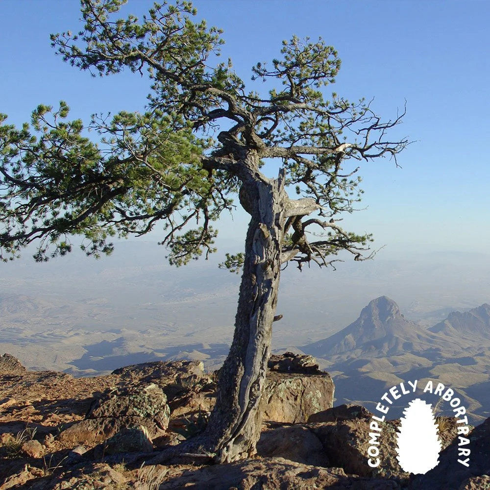 PINUS DELICIOUS (PINYON PINE) — Completely Arbortrary