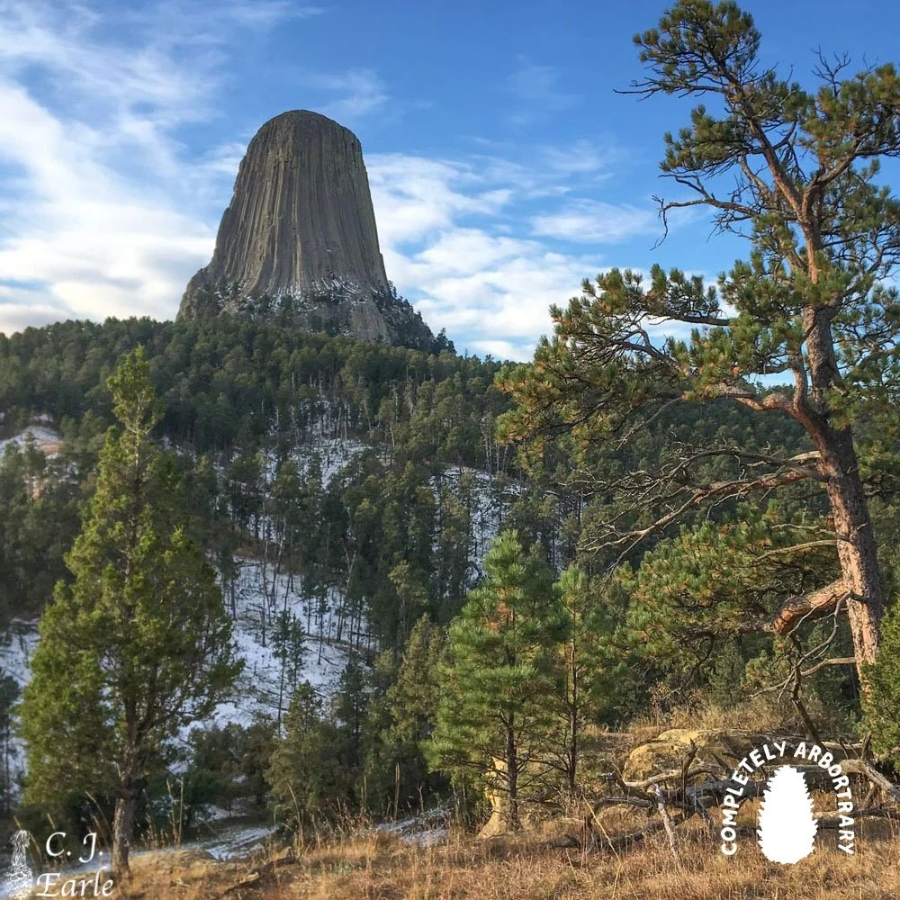 TITLE (ROCKY MOUNTAIN PINE) — Completely Arbortrary
