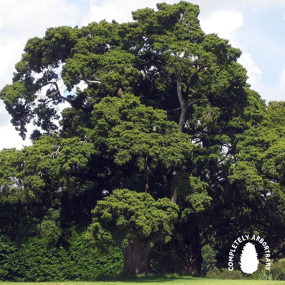PODOCARPS (TOTARA) — Completely Arbortrary