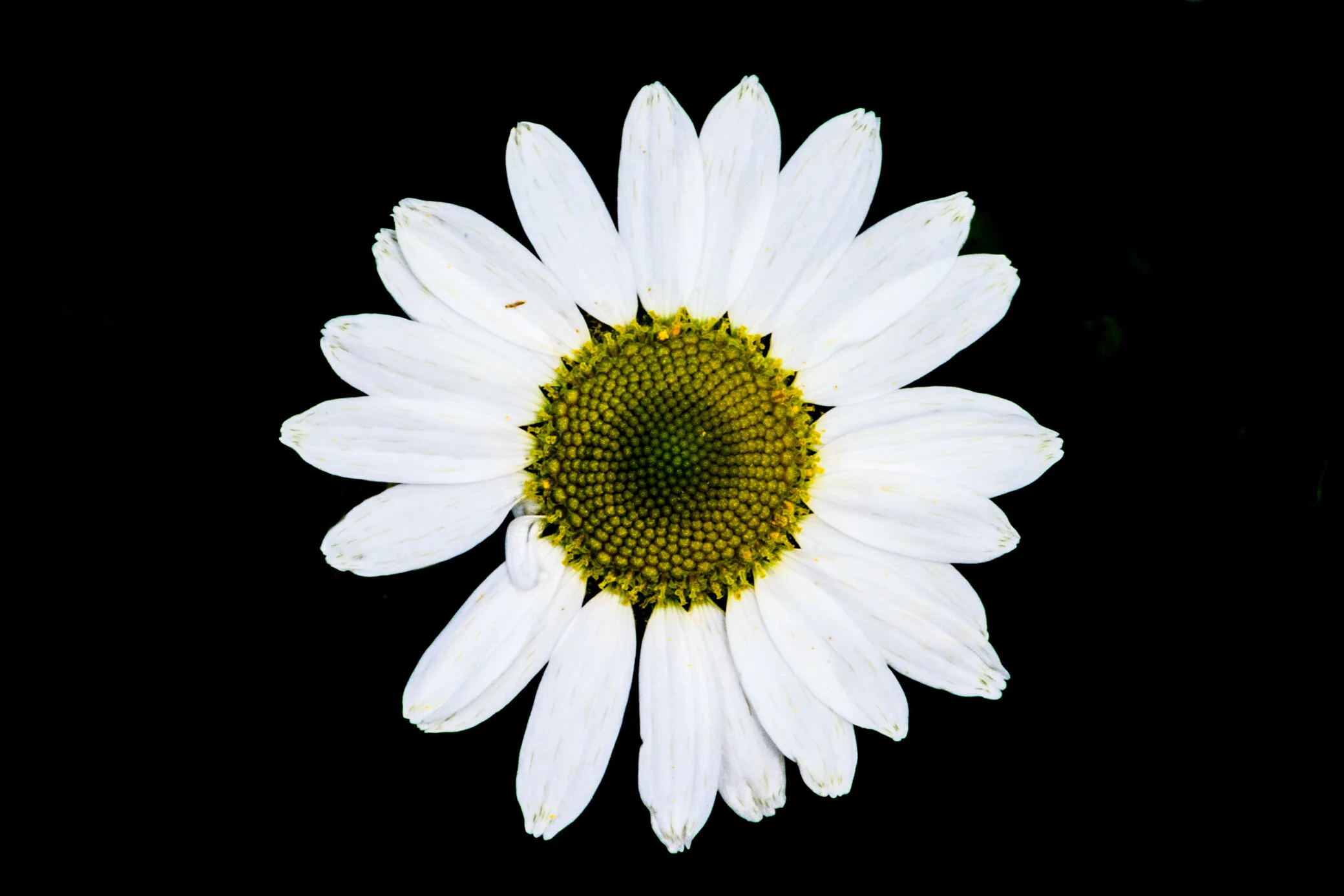 Martin Dust Photography