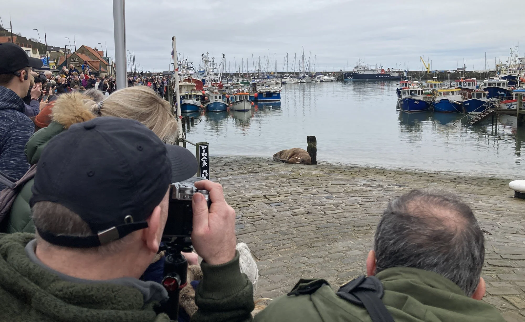 Walrus — Graham Catley Photography