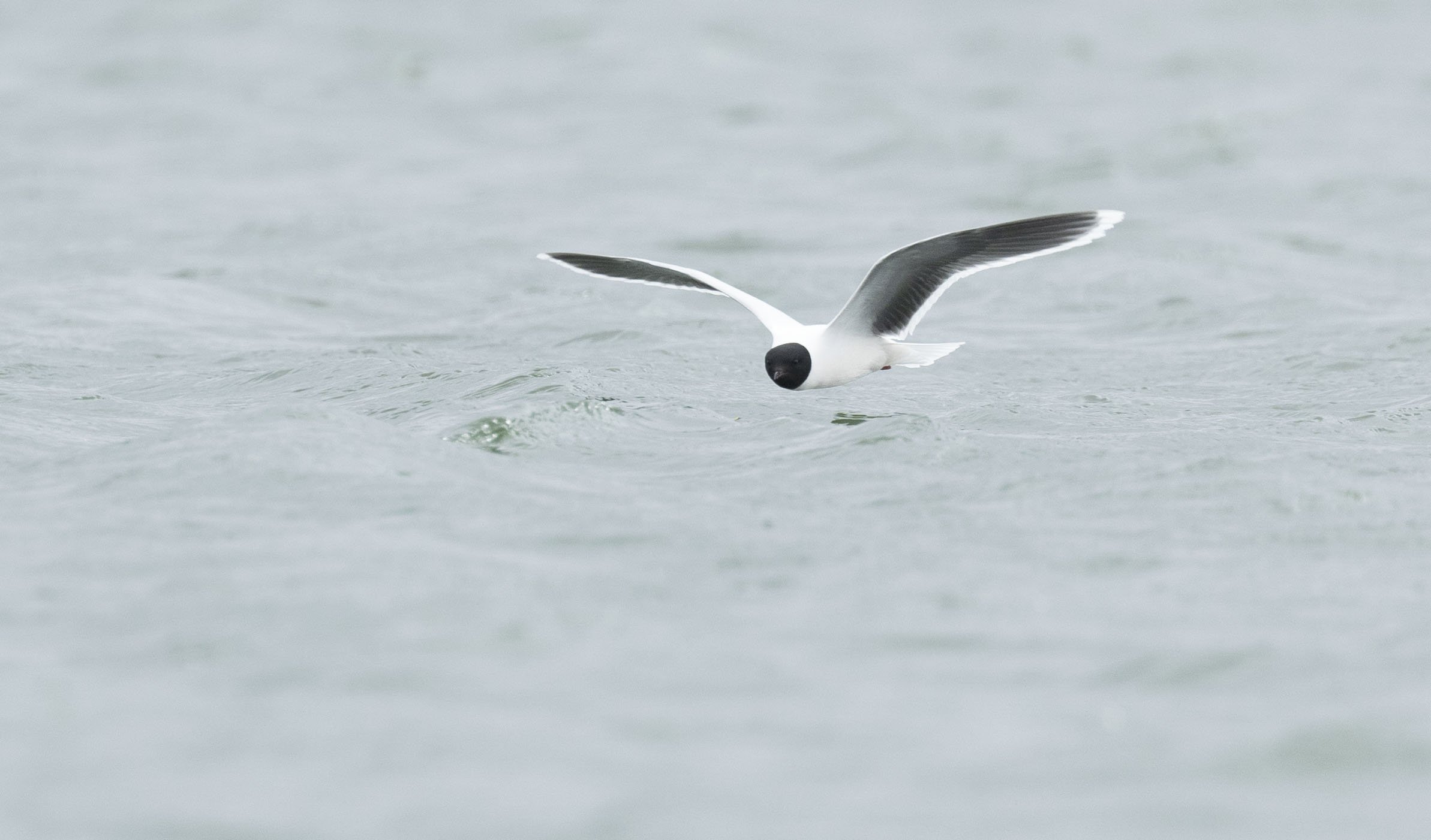 Little Gull — Graham Catley Photography