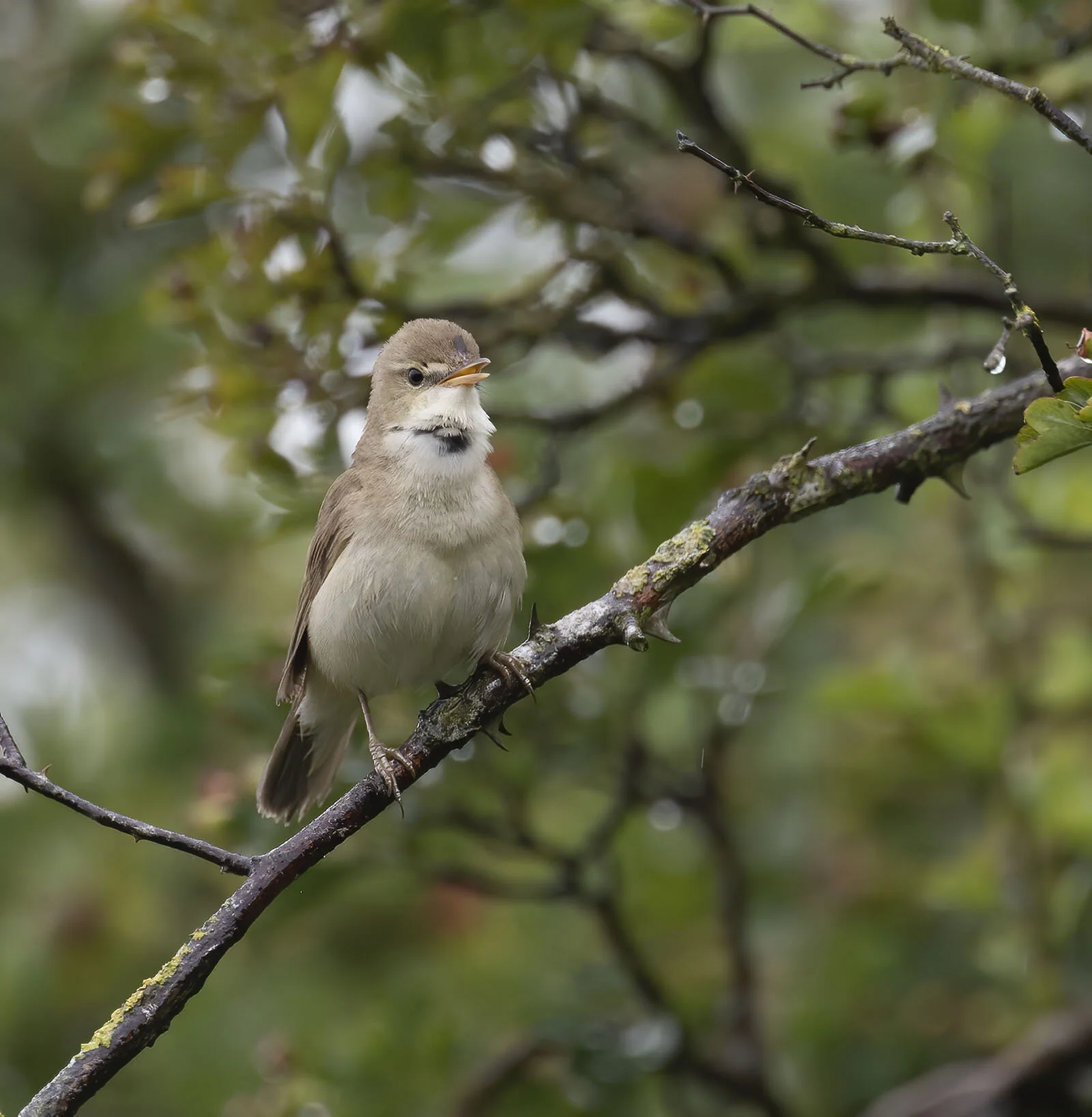 Blyth's Reed Warbler — Graham Catley Photography