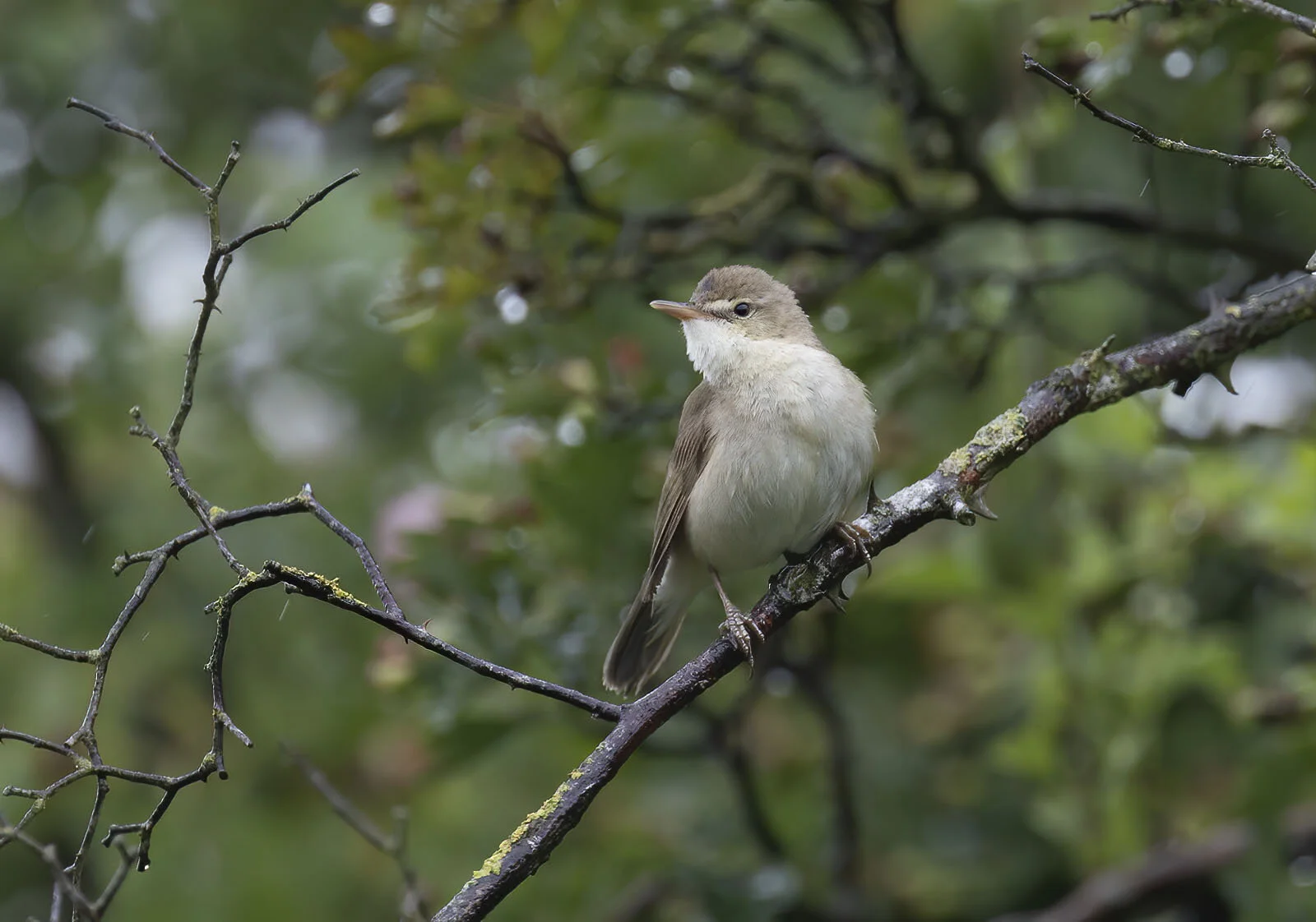 Blyth's Reed Warbler — Graham Catley Photography