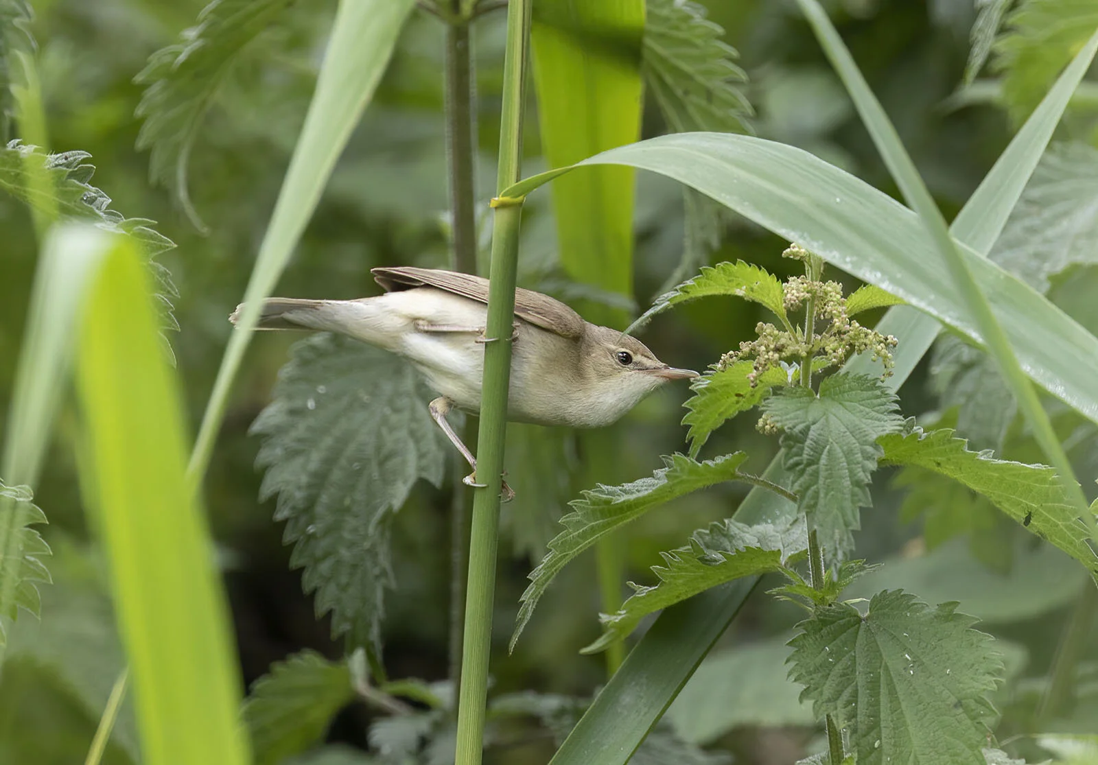 Blyth's Reed Warbler — Graham Catley Photography