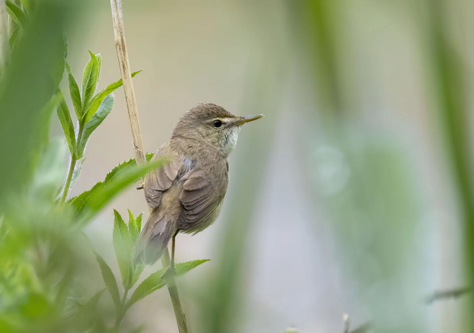 Blyth's Reed Warbler — Graham Catley Photography