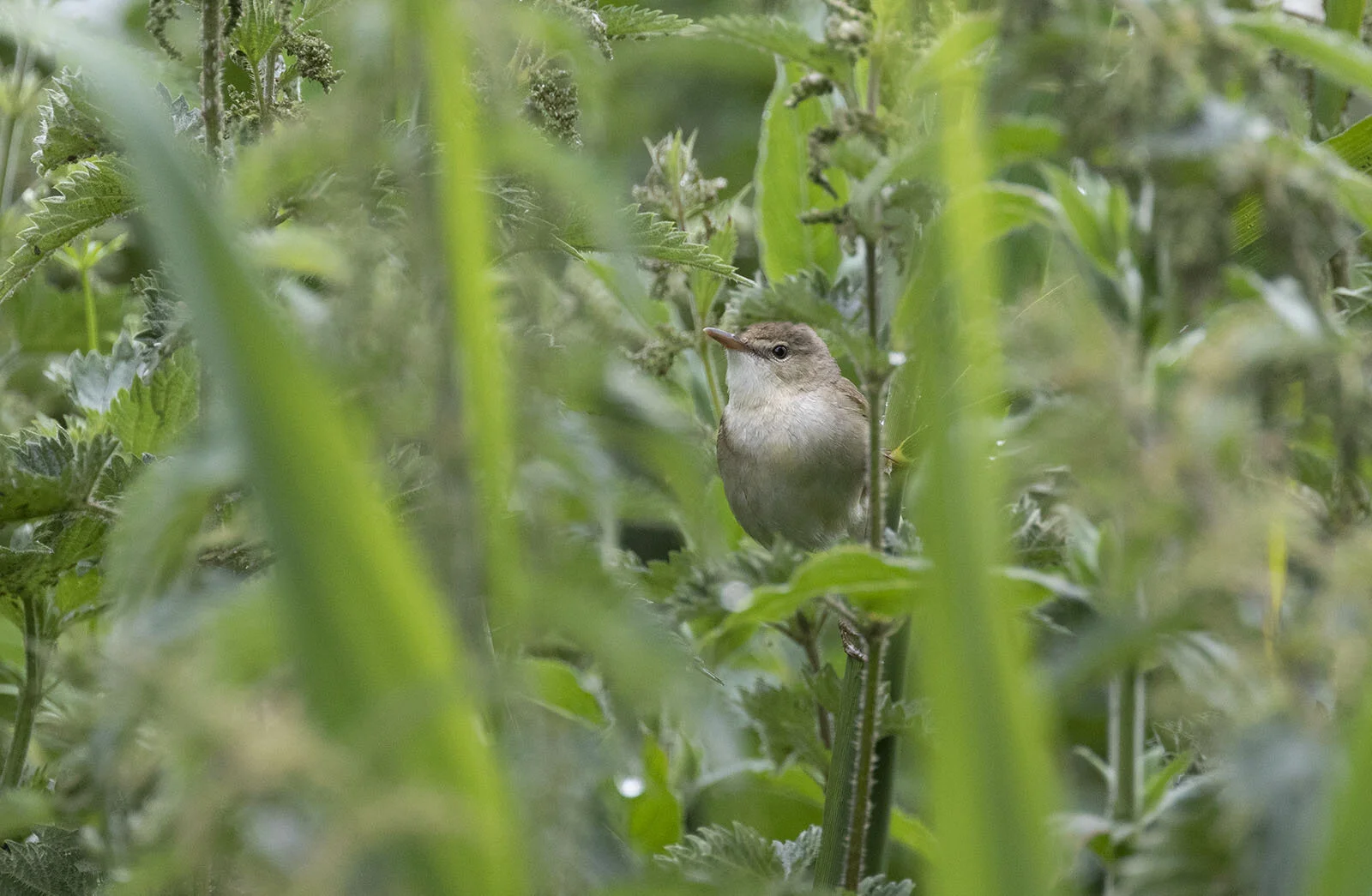 Blyth's Reed Warbler — Graham Catley Photography