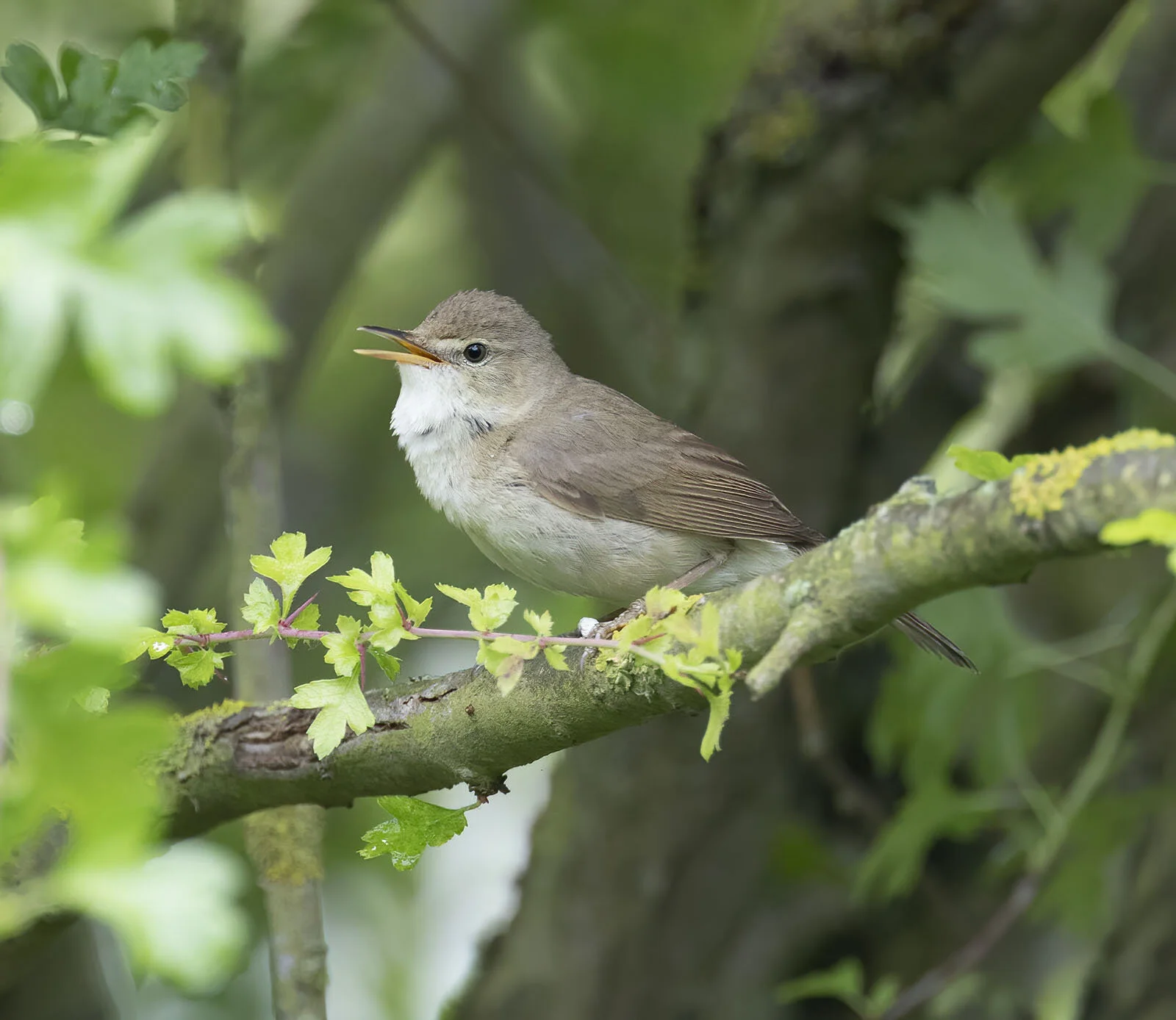 Blyth's Reed Warbler — Graham Catley Photography