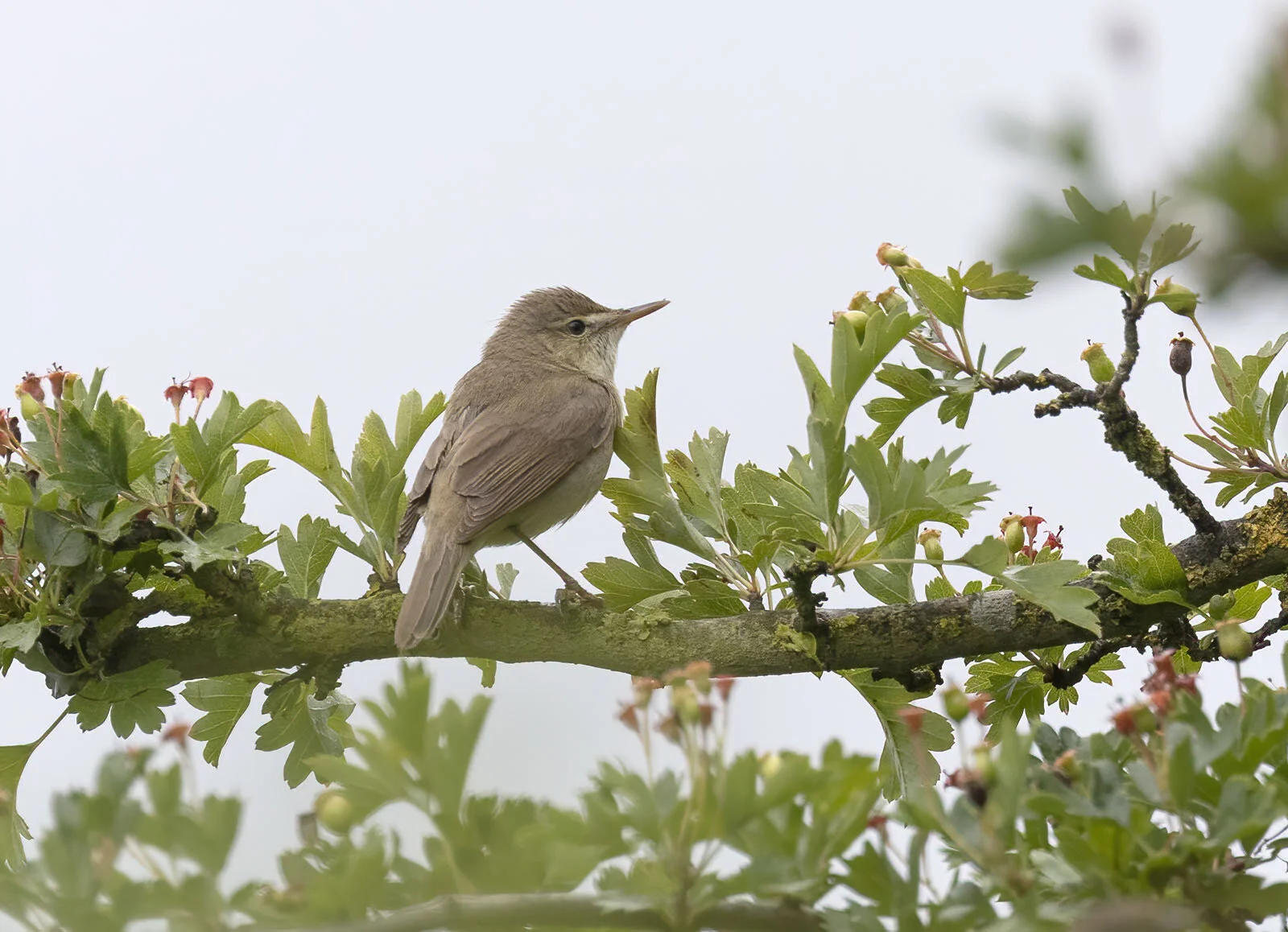 Blyth's Reed Warbler — Graham Catley Photography