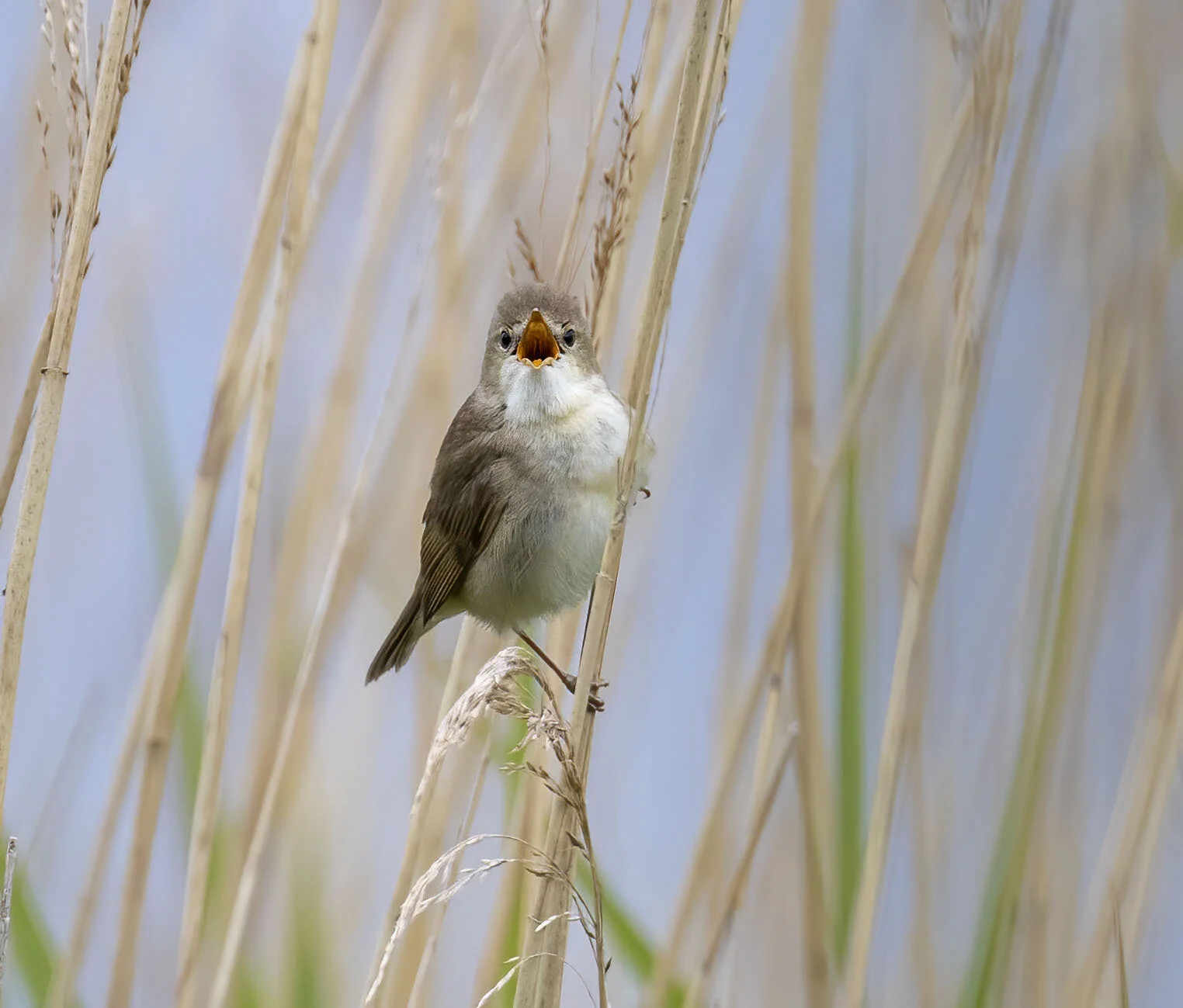 Blyth's Reed Warbler — Graham Catley Photography