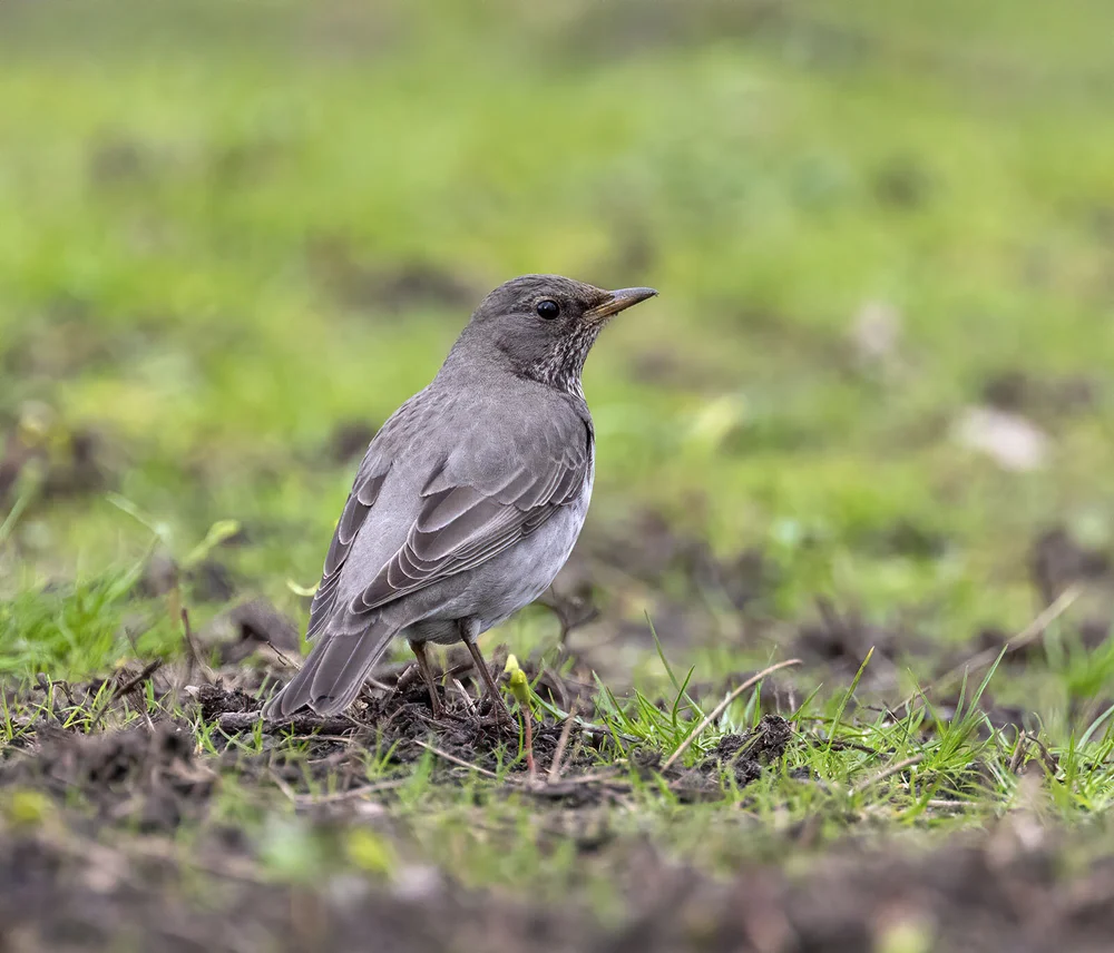 Black-throated Thrush: Grimsby, Lincolnshire, January - March 2020 ...