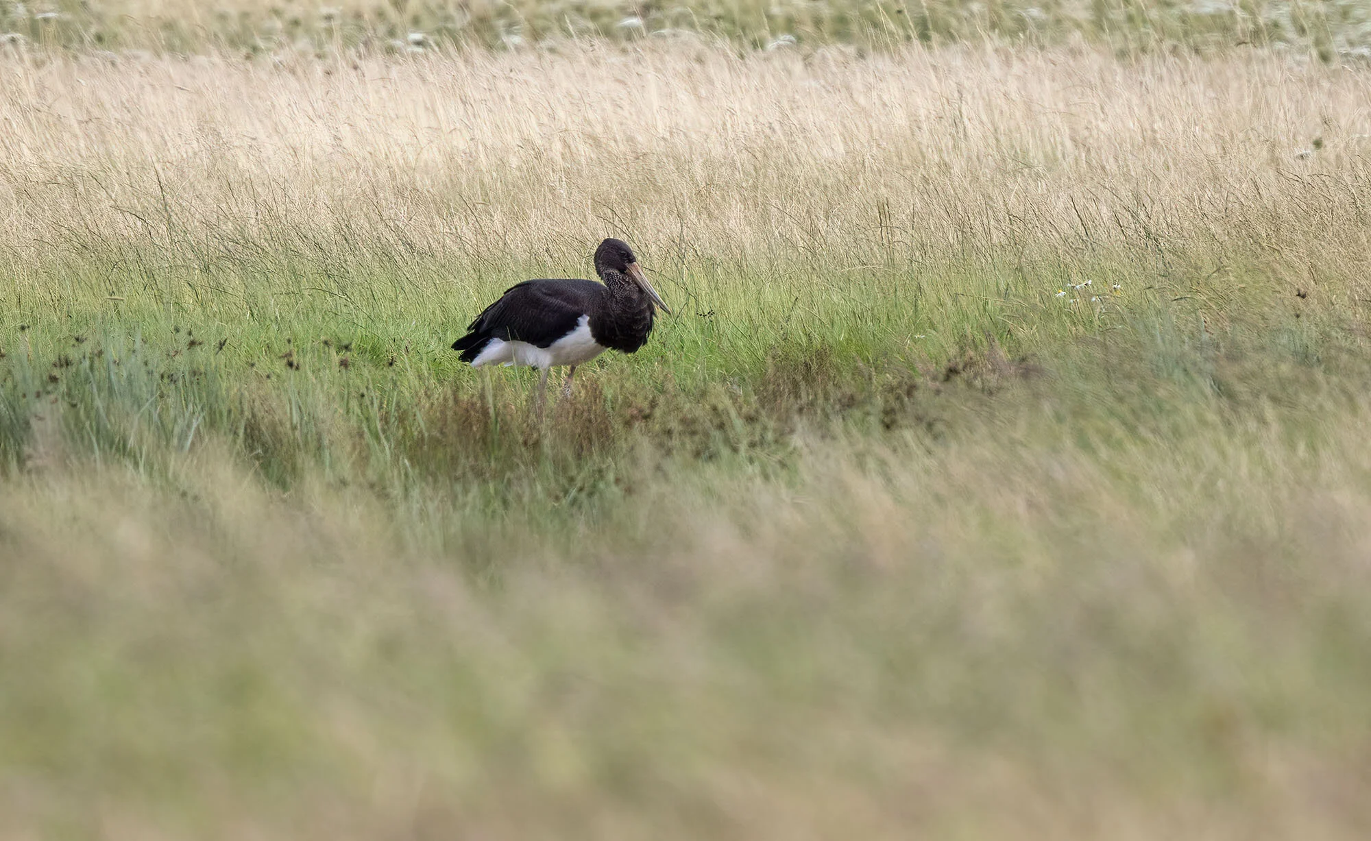 Various rare and scarce birds — Graham Catley Photography