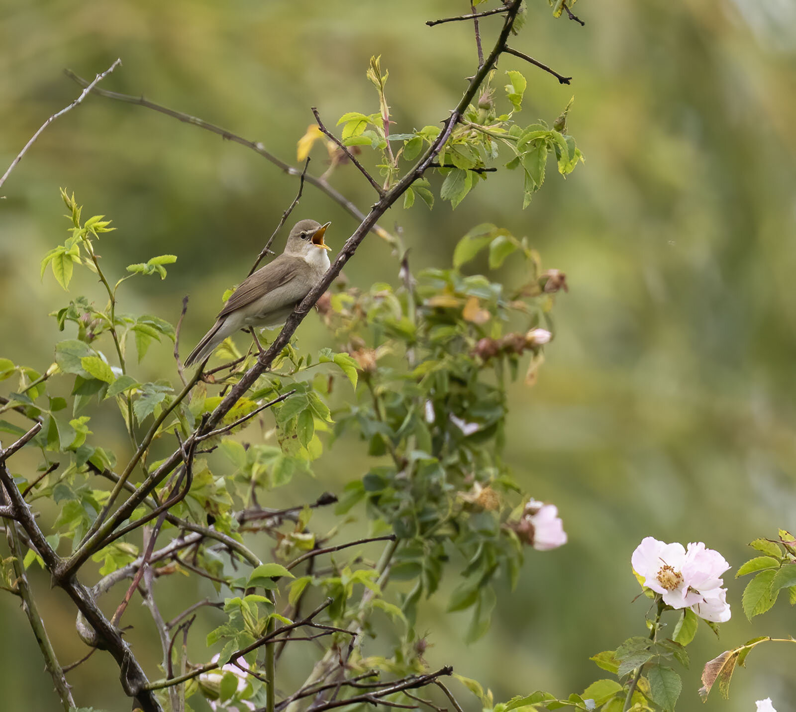 Blyth's Reed Warbler — Graham Catley Photography