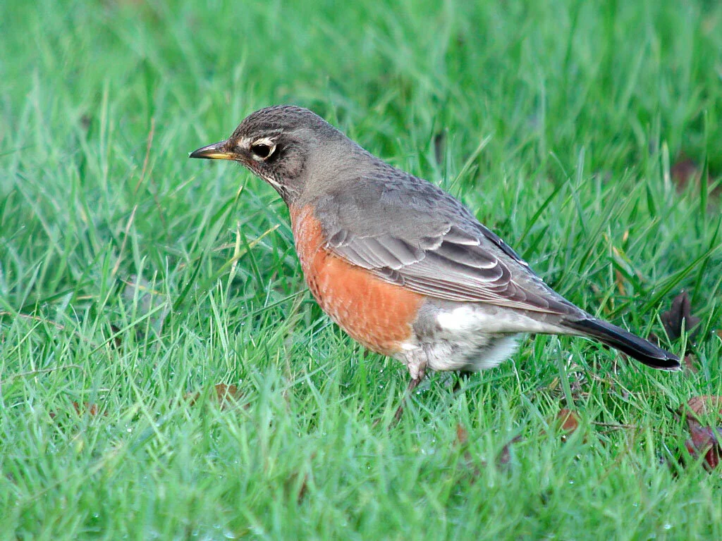 Lincolnshire Rare Birds — Graham Catley Photography