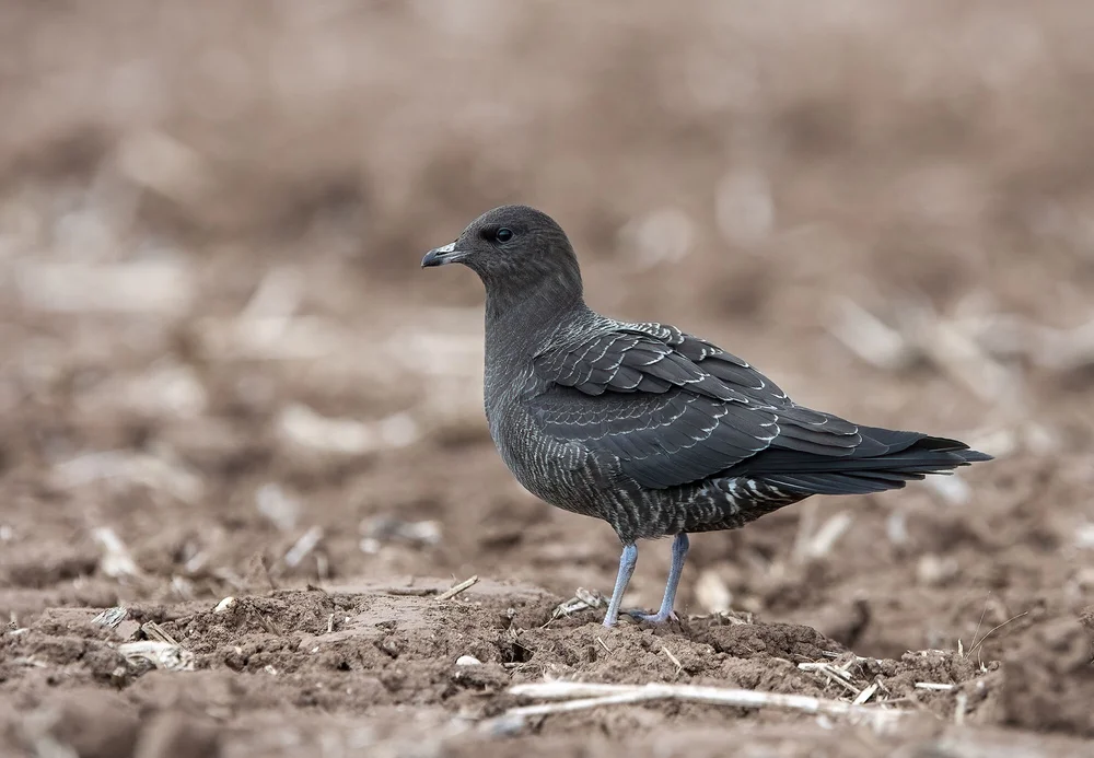 Long-tailed Skua, Long-tailed Jaeger, Stercorarius longicaudus, Notts ...